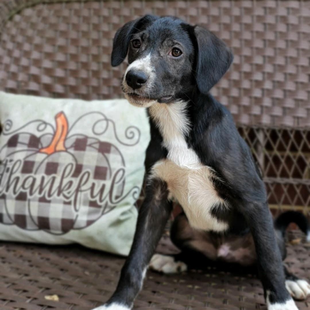 Dog for adoption - Harrison (sponsored), a Black Labrador Retriever ...