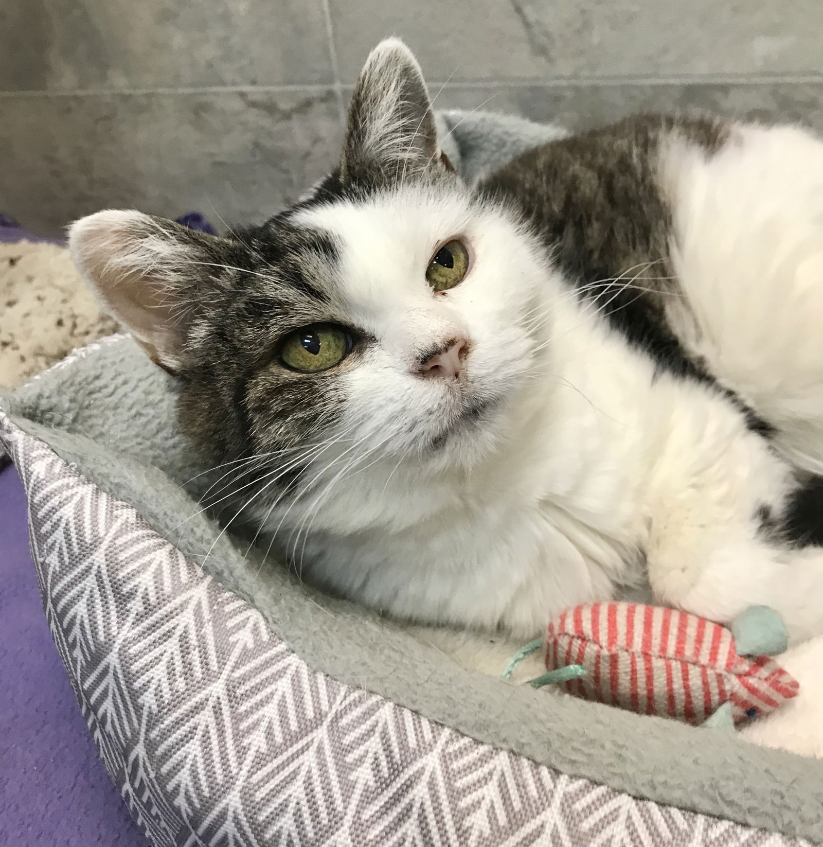 Cat for adoption - Cora, a Tabby & Domestic Short Hair Mix in Dublin ...