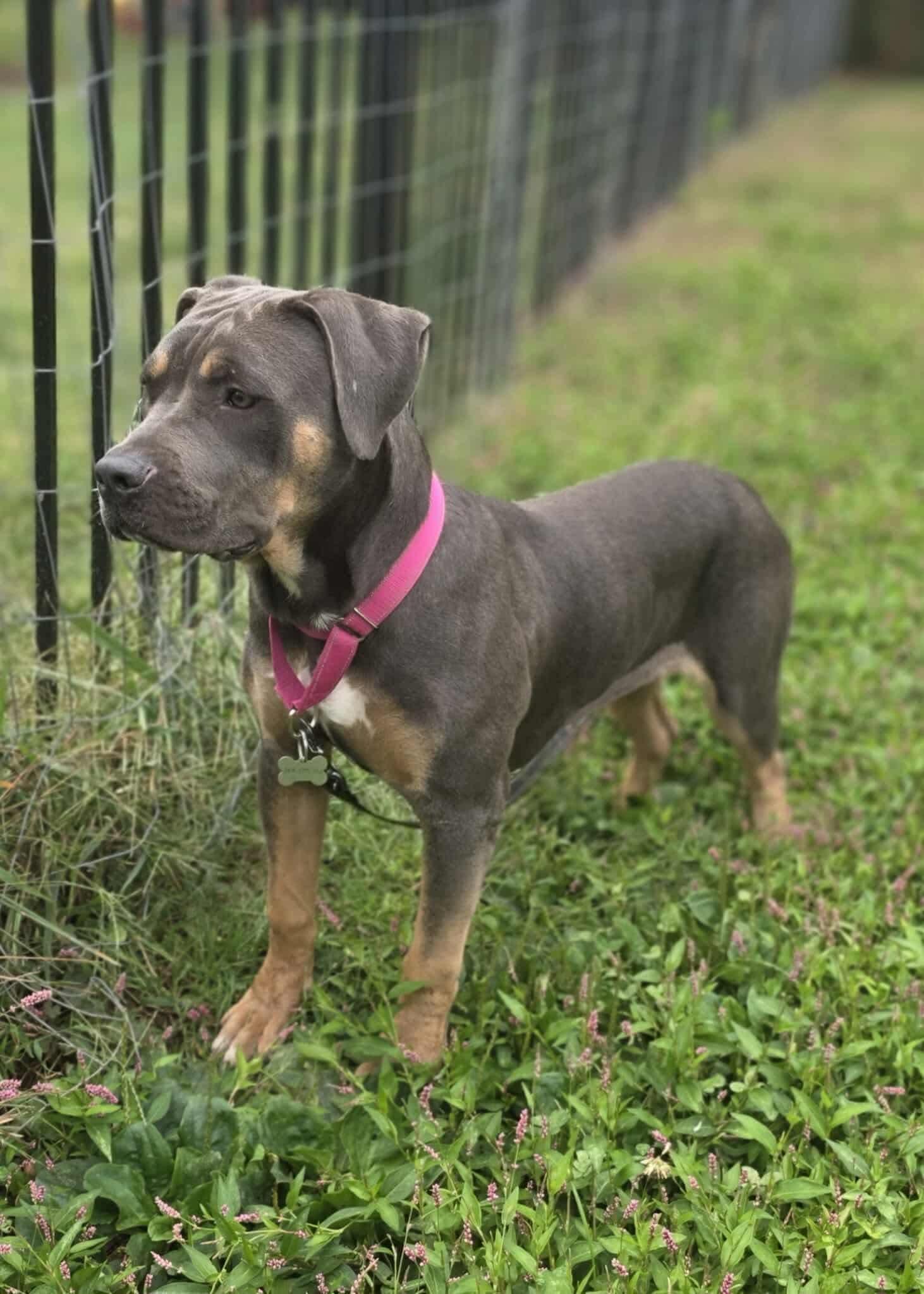 Dog for adoption - Bertha, a Labrador Retriever Mix in Blue Bell, PA ...