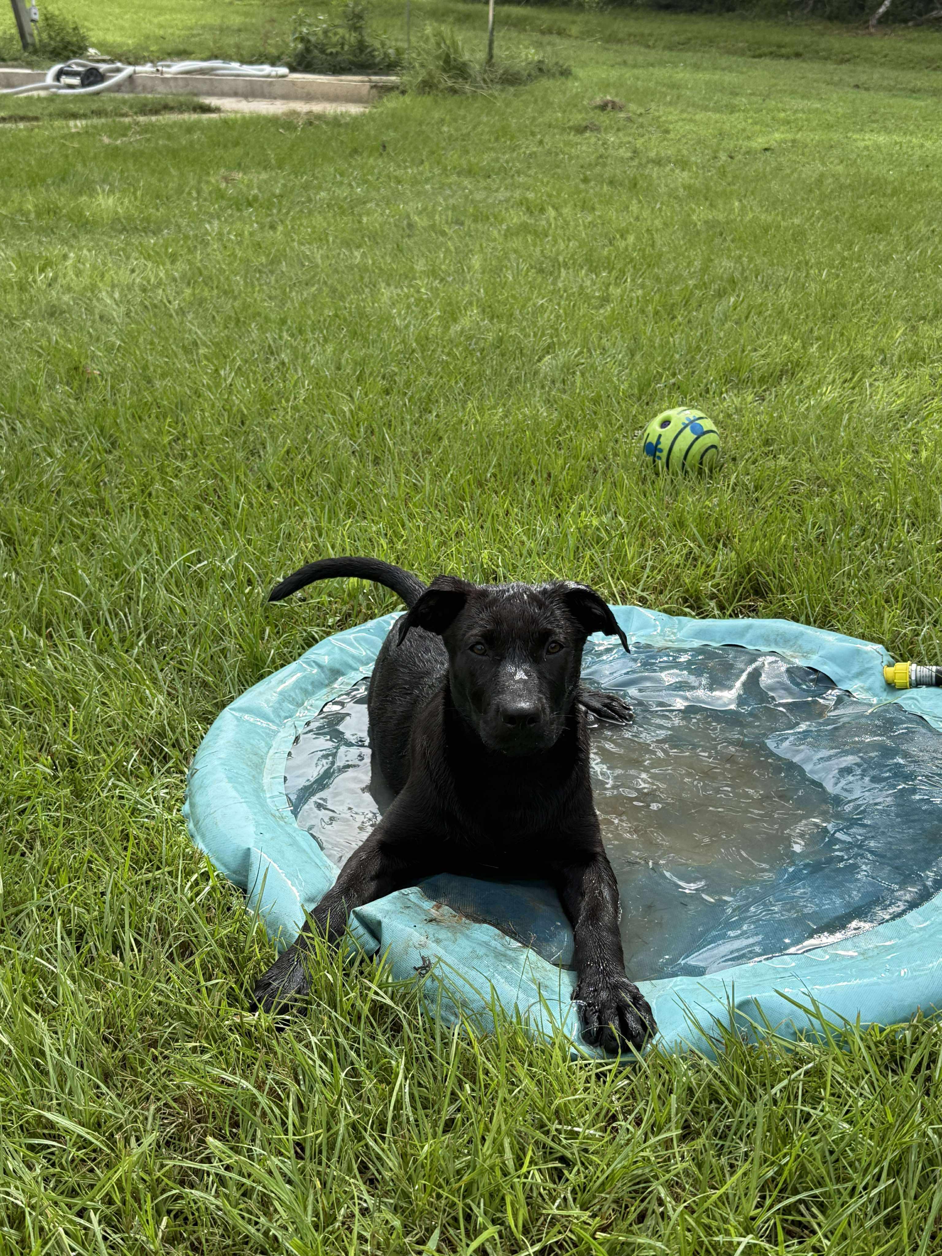 Dog for adoption - Raven, a Labrador Retriever Mix in Pendleton, OR ...