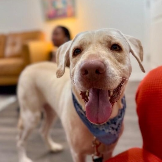 Dog for adoption - Jameson Harris, a Labrador Retriever & Yellow ...