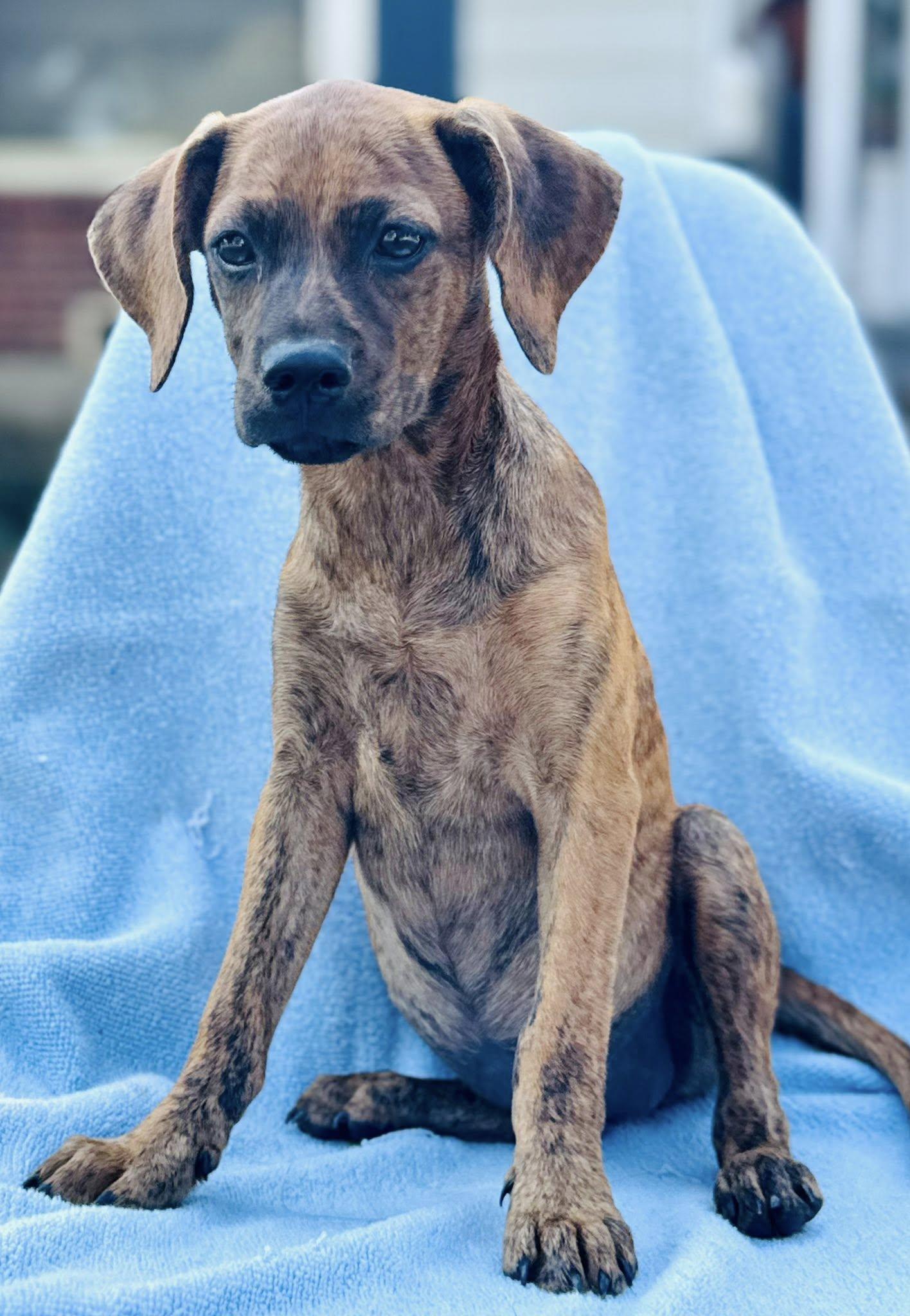 Dog for adoption - Hazel, a Hound Mix in Portland, ME | Petfinder