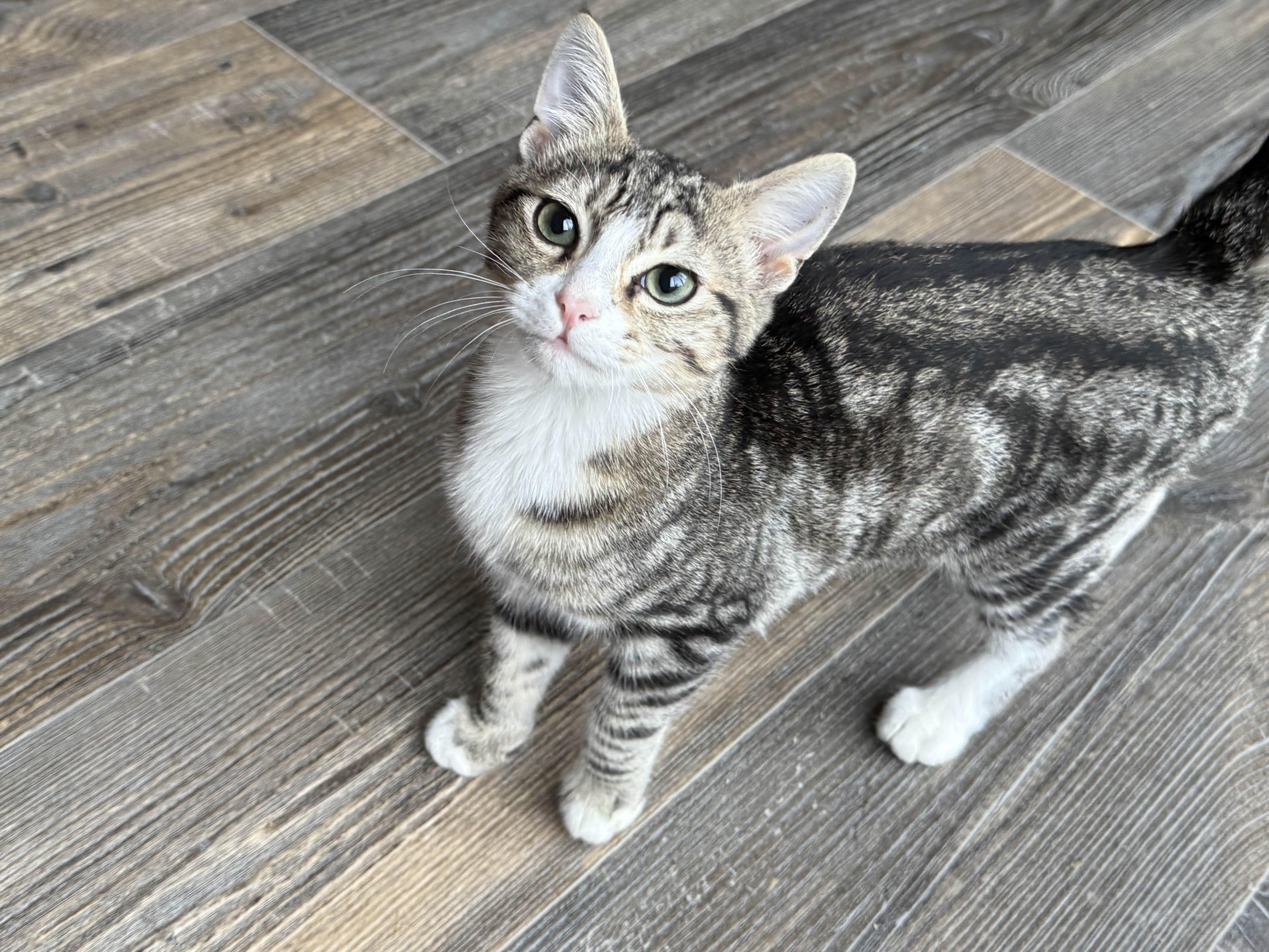 Cat for adoption - Rambo, a Tabby & Domestic Short Hair Mix in ...