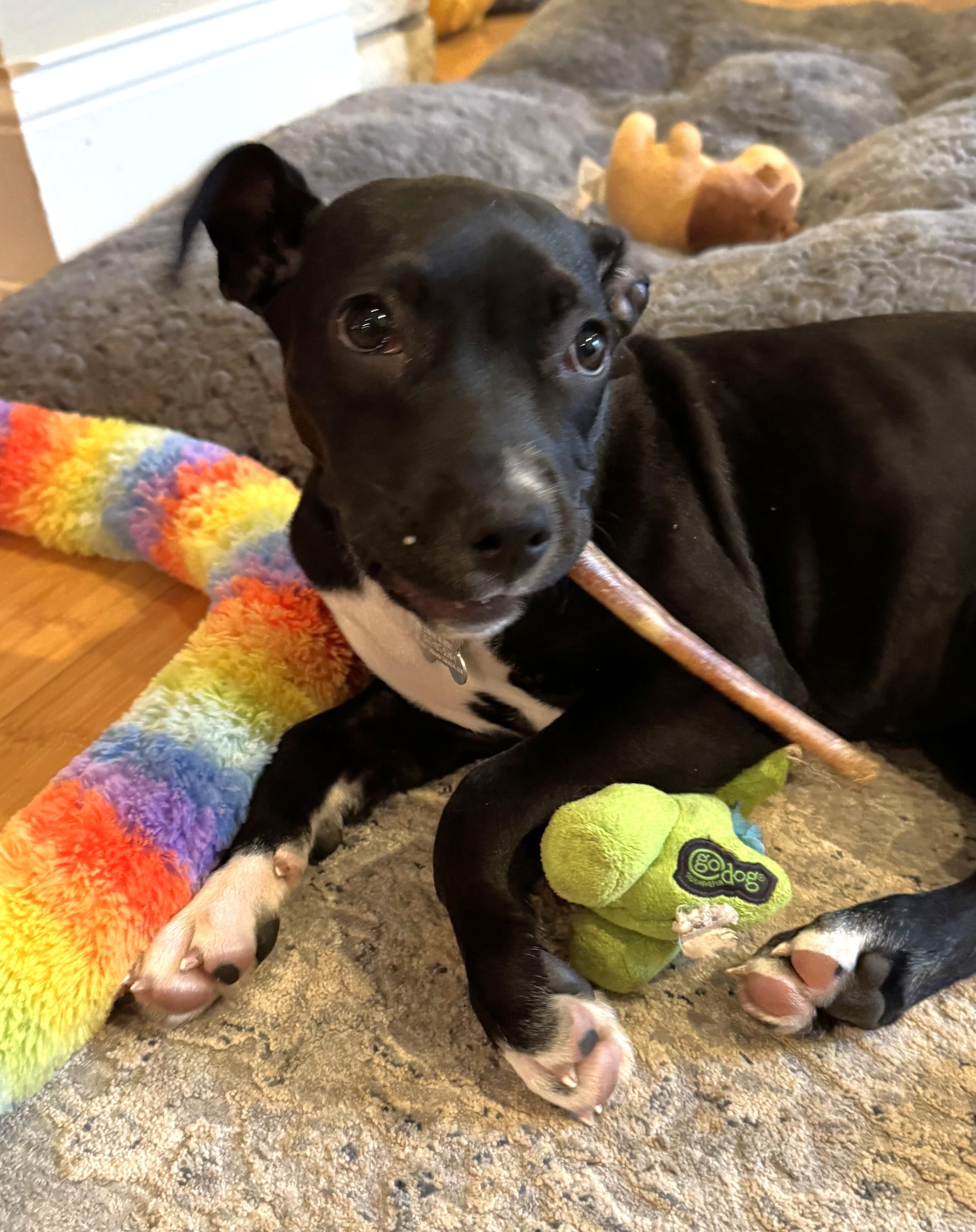 Vern - Adoptable Pet | Petfinder | Petfinder