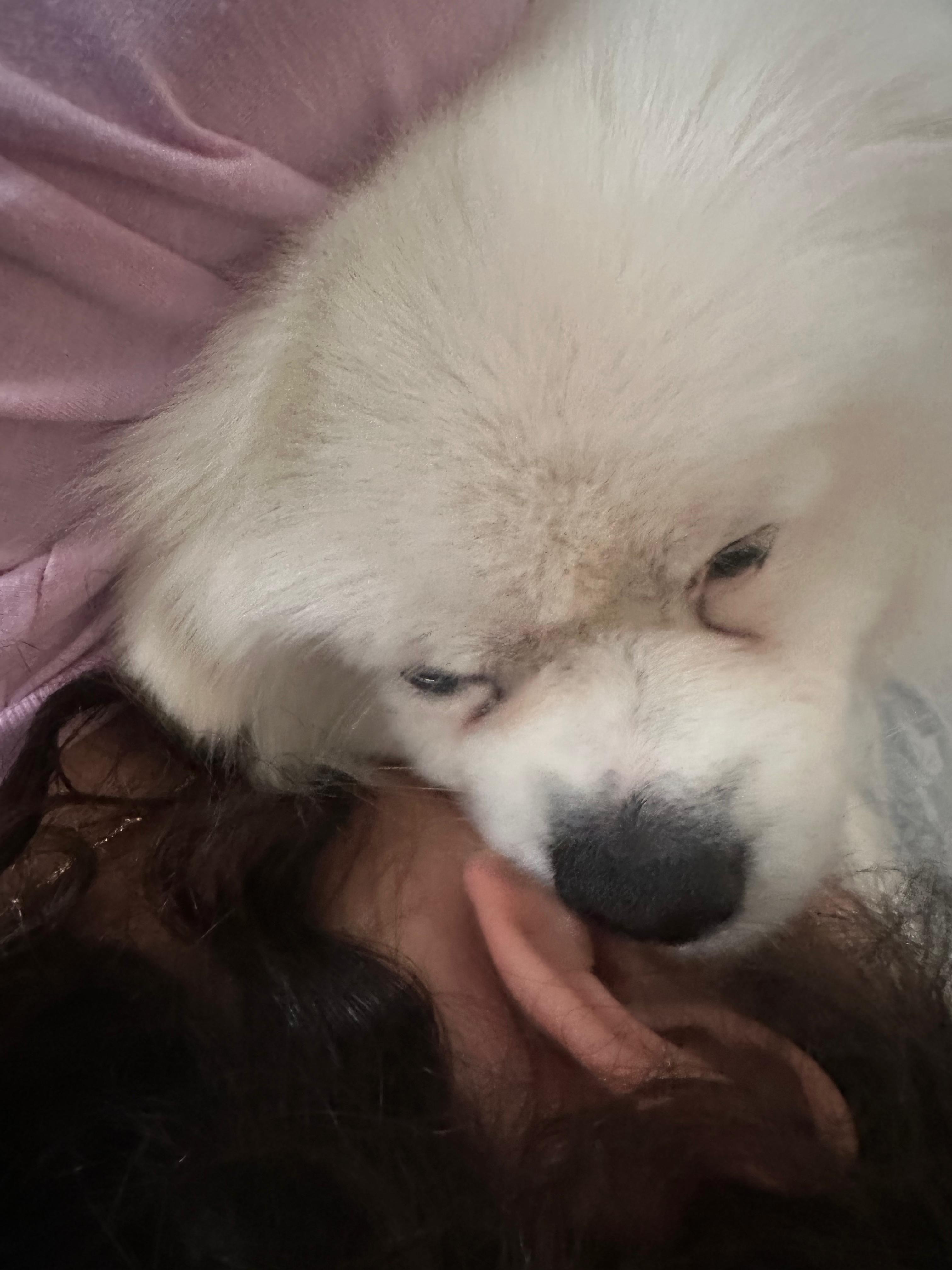 Dog for adoption - Coco, a Pomeranian in North Miami, FL | Petfinder