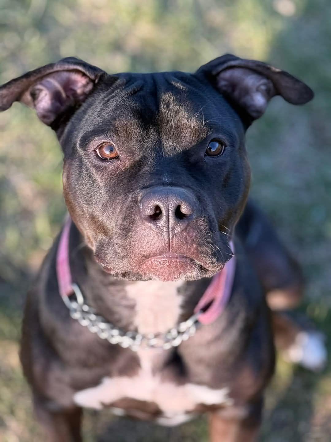 Dog for adoption - Becca, a Staffordshire Bull Terrier Mix in Shelby ...