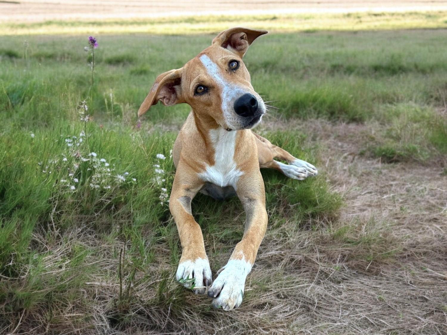 Dog for adoption - Thalia, a Mixed Breed in San Jose, CA | Petfinder