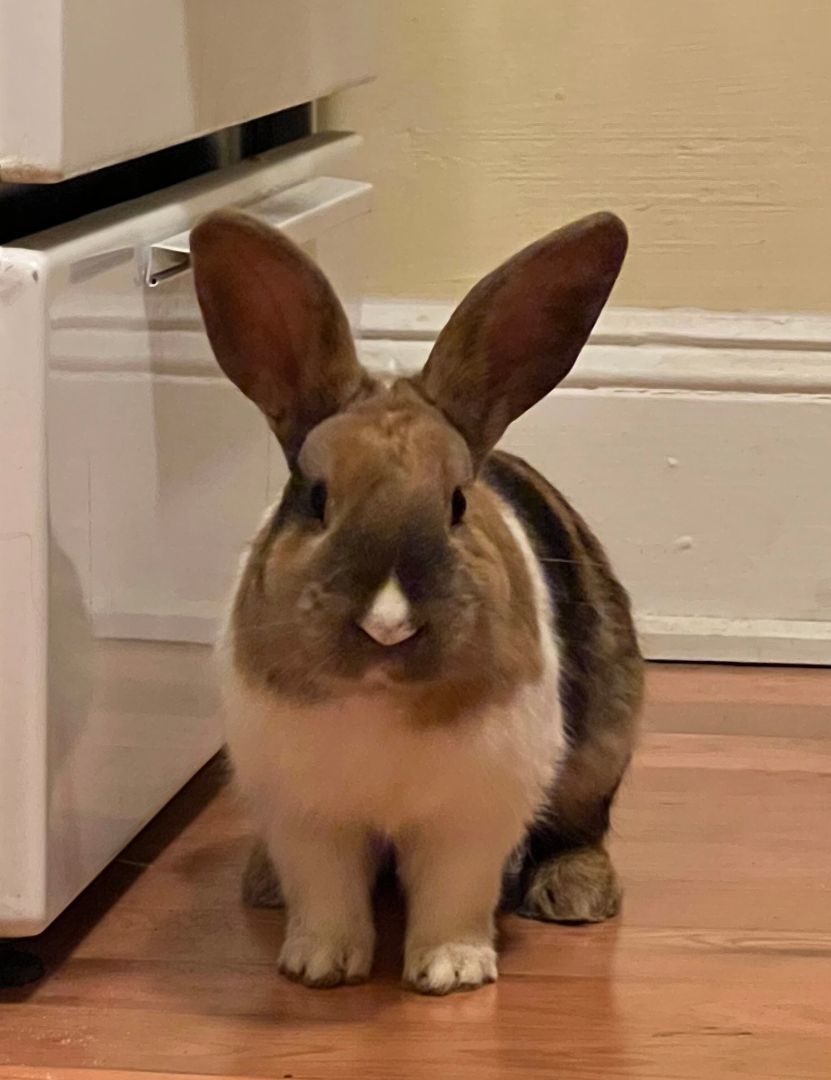 Adoptable Bunnies - Luv-N-Bunns Rabbit Rescue