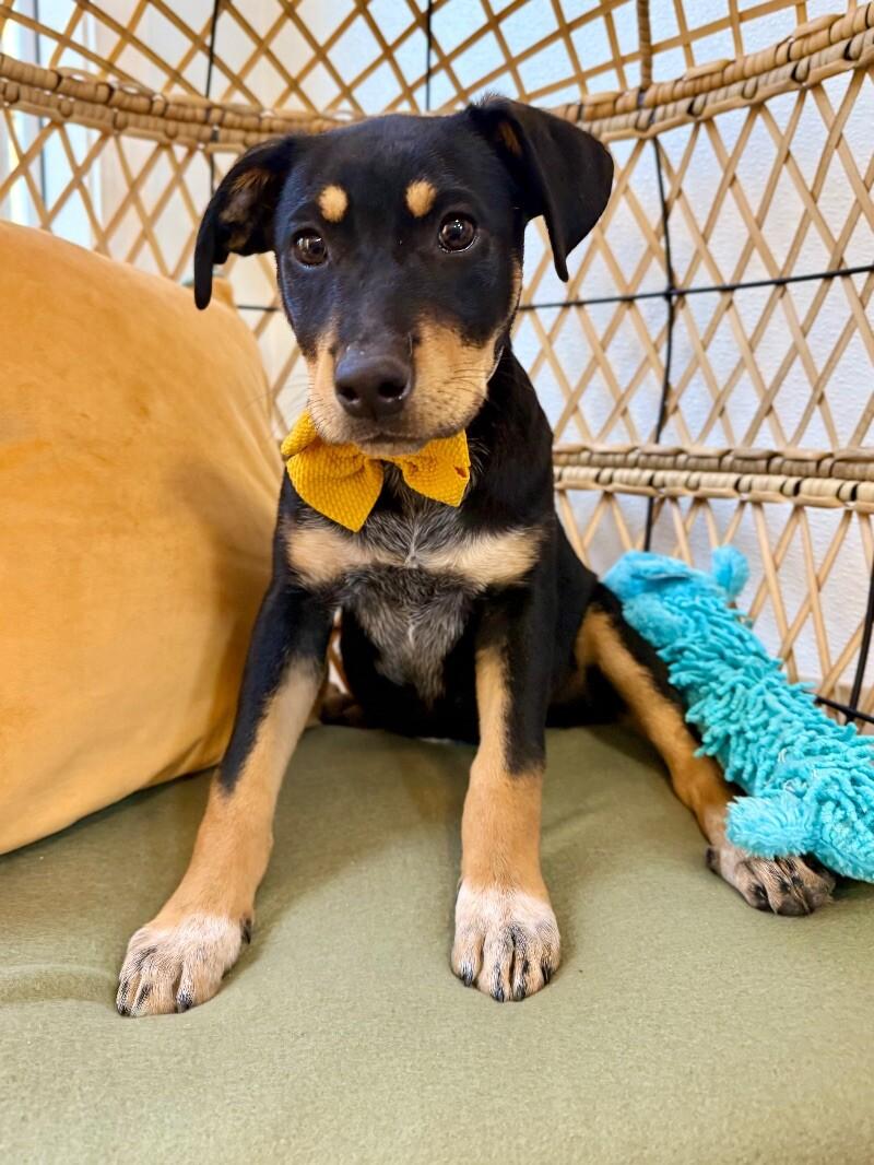 Dog for adoption - Lynn Rich, a Pit Bull Terrier & Doberman Pinscher ...