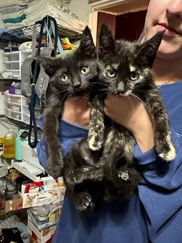 Cat for adoption - GINGER & CURRY, a Domestic Short Hair in Bangor, ME ...