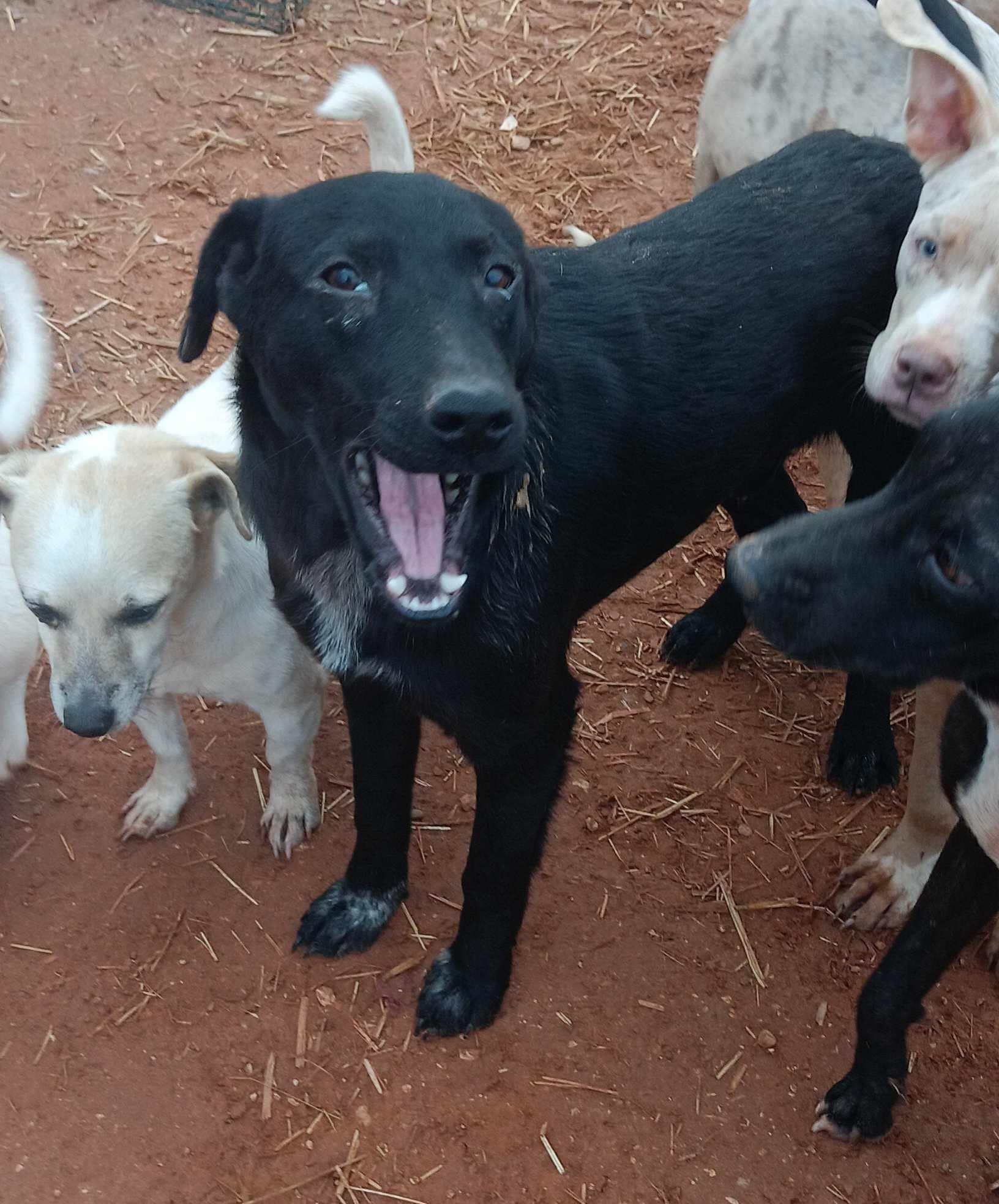 Dog for adoption - Micah, a Border Collie Mix in Albany, NY | Petfinder