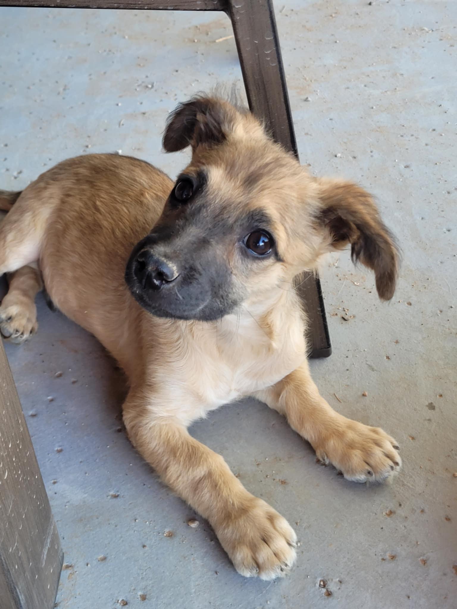 Dog for adoption - Bruiser, a Mixed Breed in New River, AZ | Petfinder