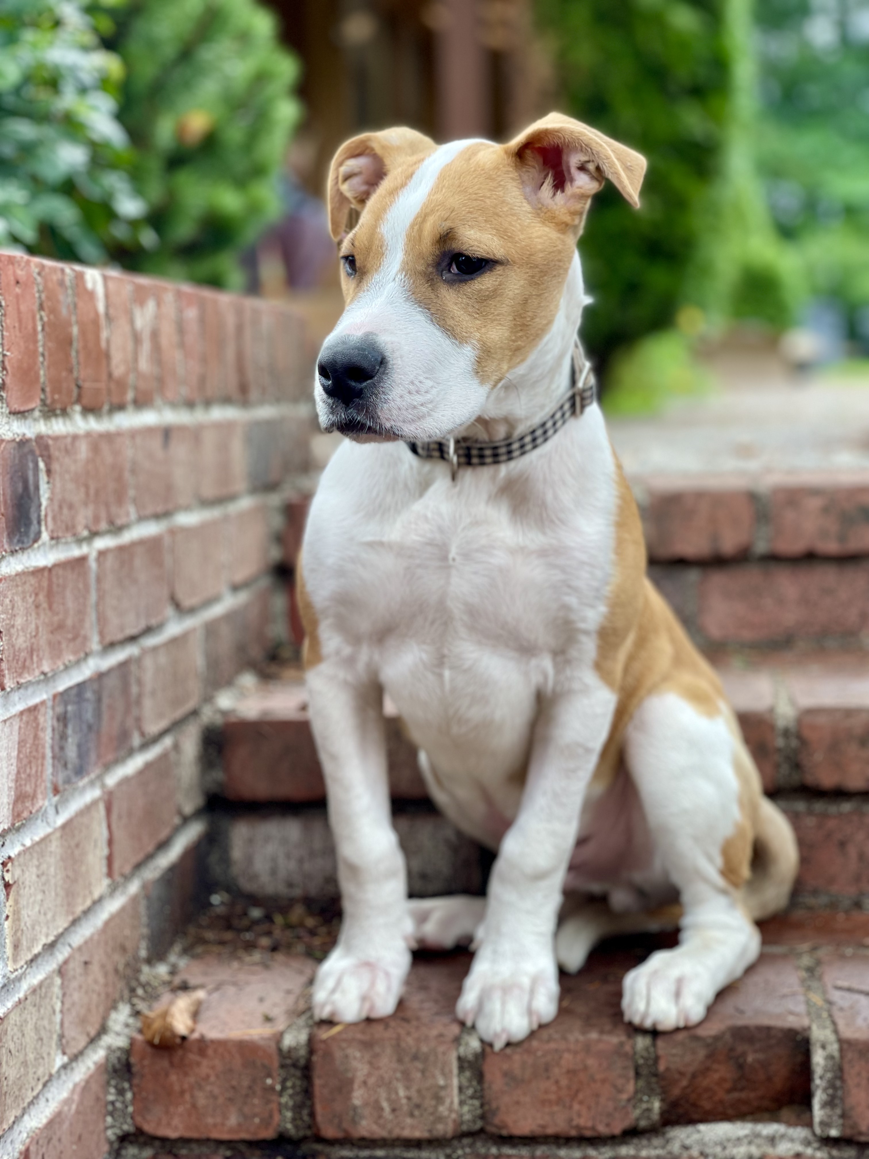 Dog for adoption - Prince Charming, a Shepherd & American Staffordshire ...