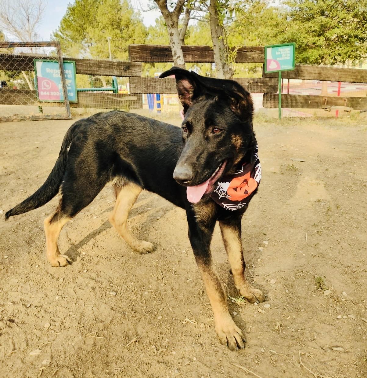 Dog for adoption - Umi, a German Shepherd Dog Mix in Valley Stream, NY ...