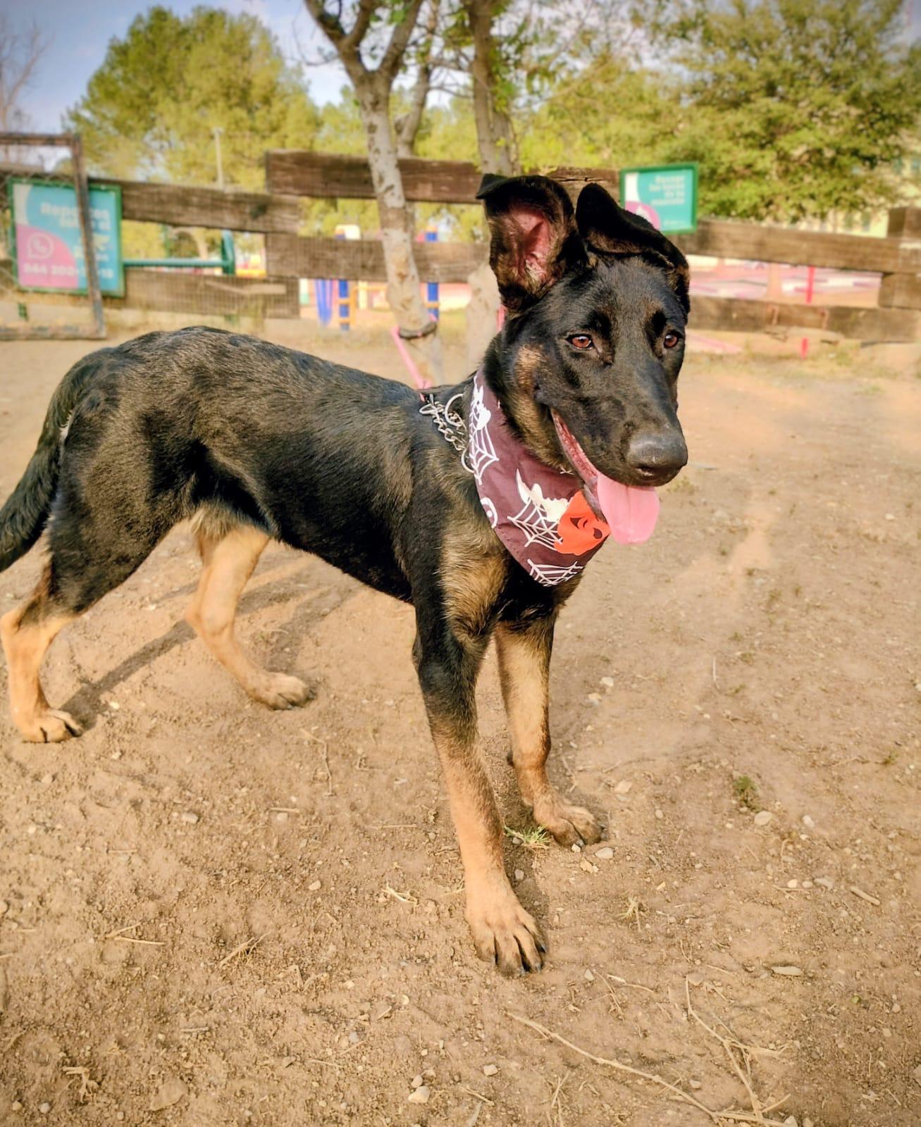 Dog for adoption - Umi, a German Shepherd Dog Mix in Valley Stream, NY ...