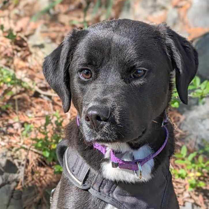 Dog for adoption - Donatello (Donny), a Feist & Labrador Retriever Mix ...