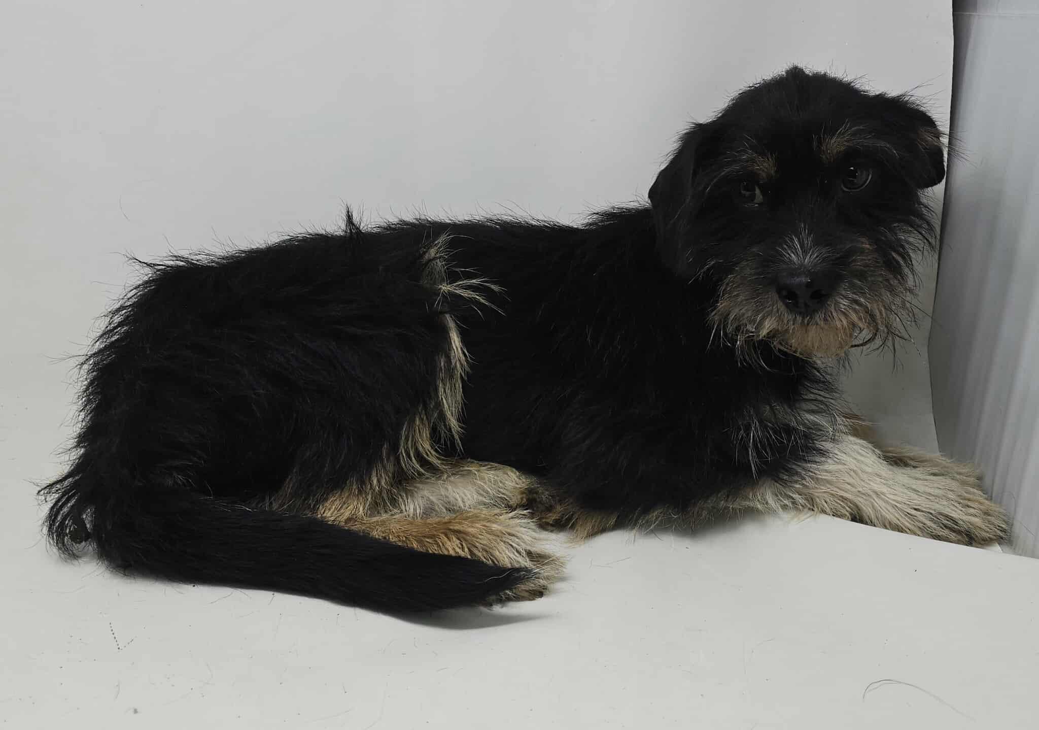 Dog for adoption - Georgetown, a Schnauzer & Schnoodle Mix in New York ...