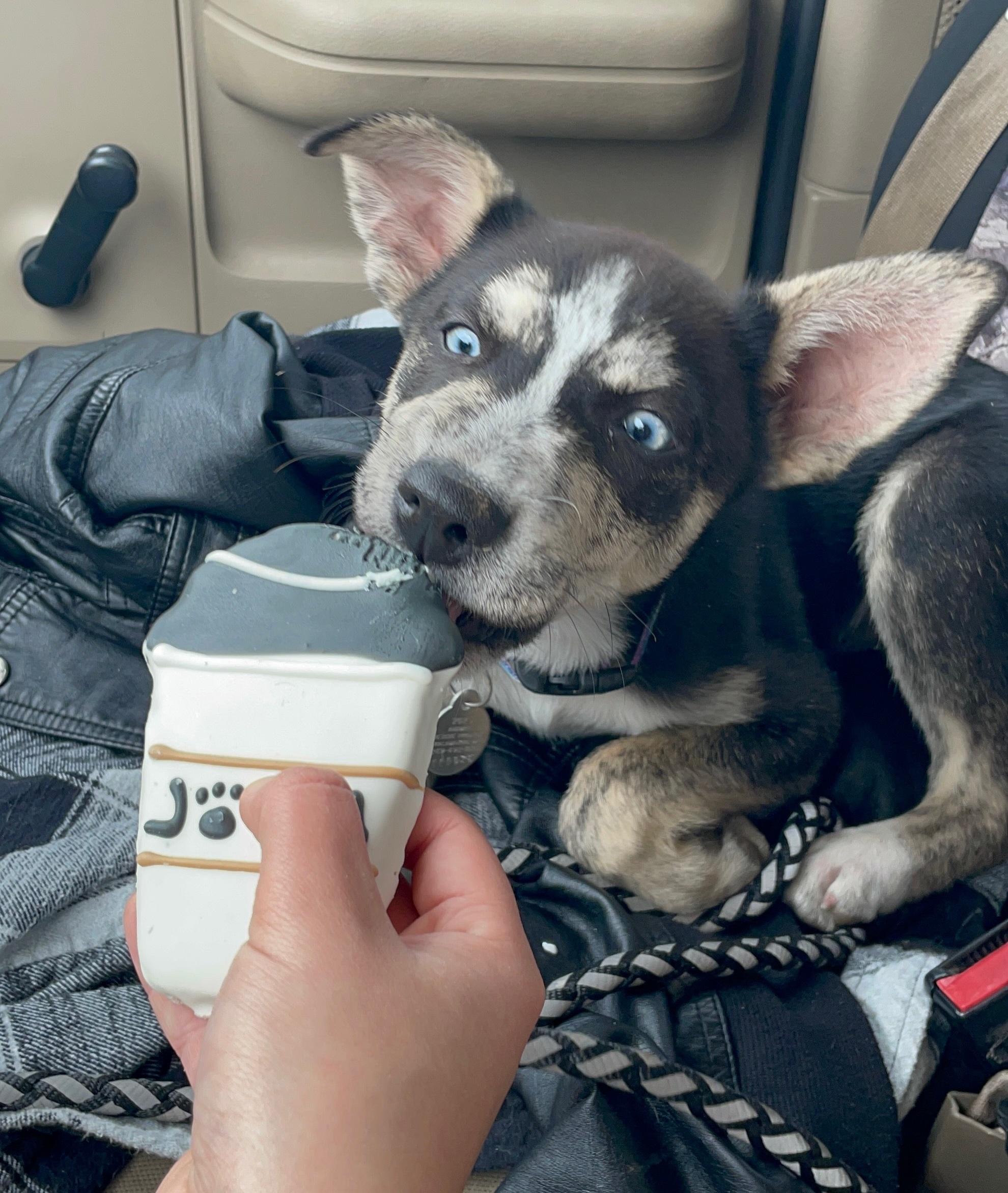 Dog for adoption - Obsidian - In Foster, a Husky Mix in Kalamazoo, MI ...