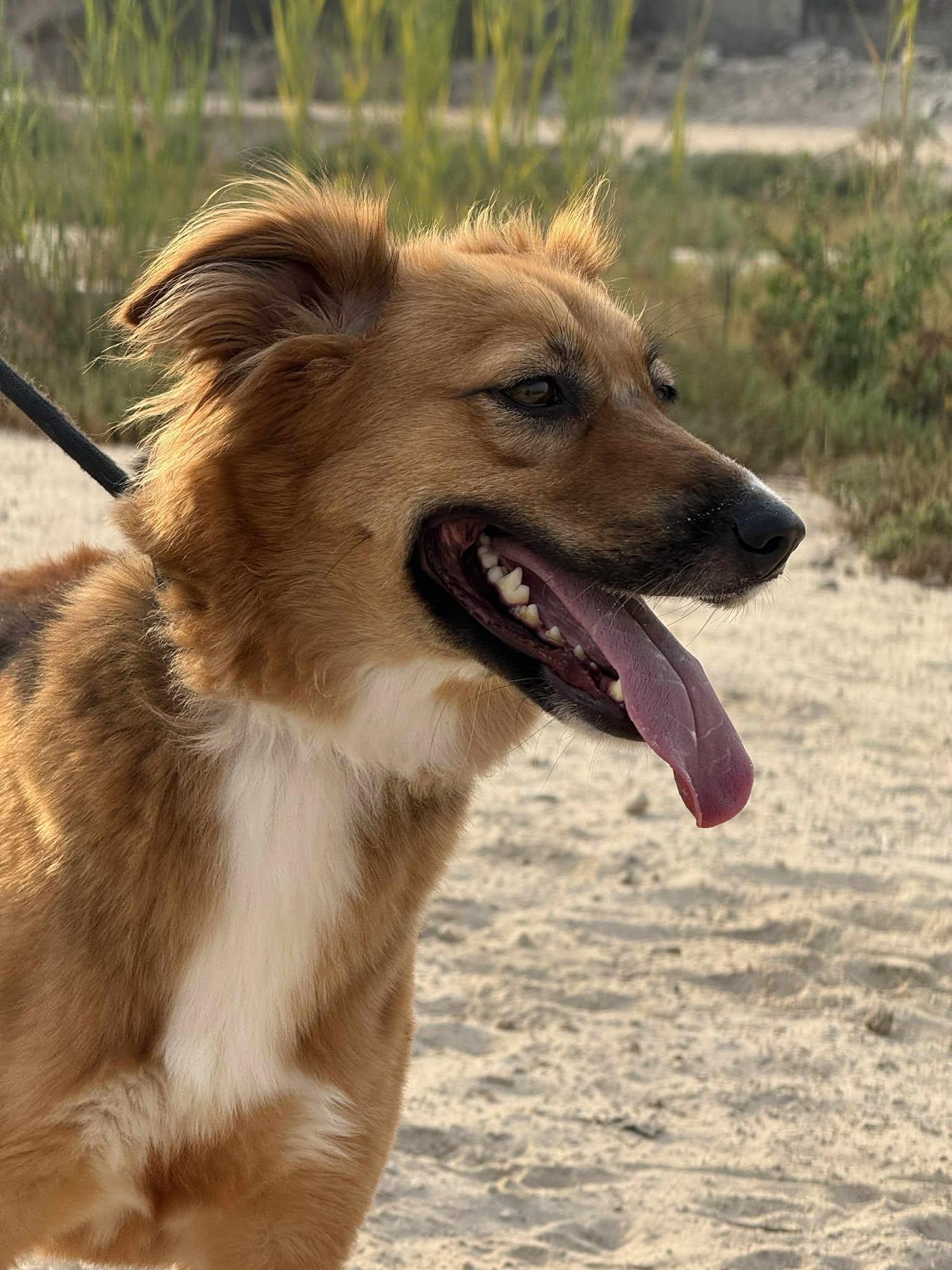 Dog for adoption - Chi Chi, a Collie & German Shepherd Dog Mix in ...