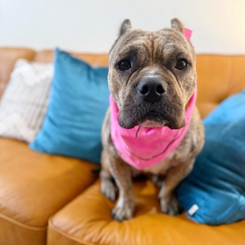 Dog for adoption - Tilly Tiger Lily, an American Bulldog & Pit Bull ...