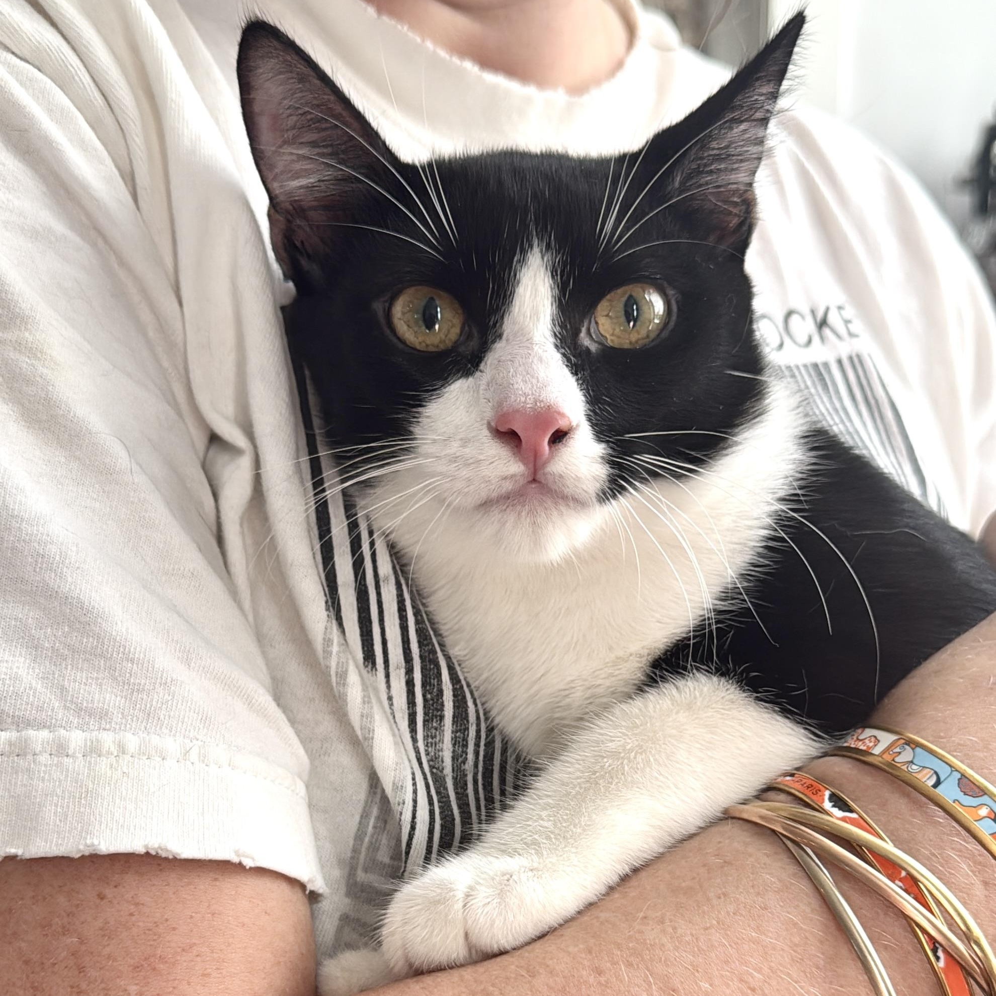 Cat for adoption - Rosie, a Domestic Short Hair & Tuxedo Mix in Brattleboro, VT | Petfinder