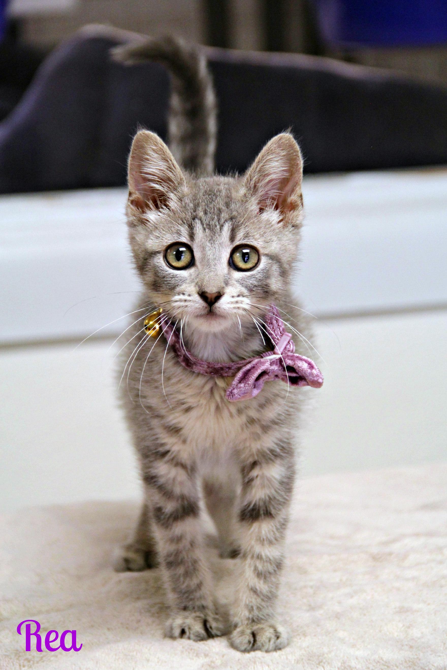 Cat for adoption - Rea, a Domestic Short Hair in Vinton, IA | Petfinder