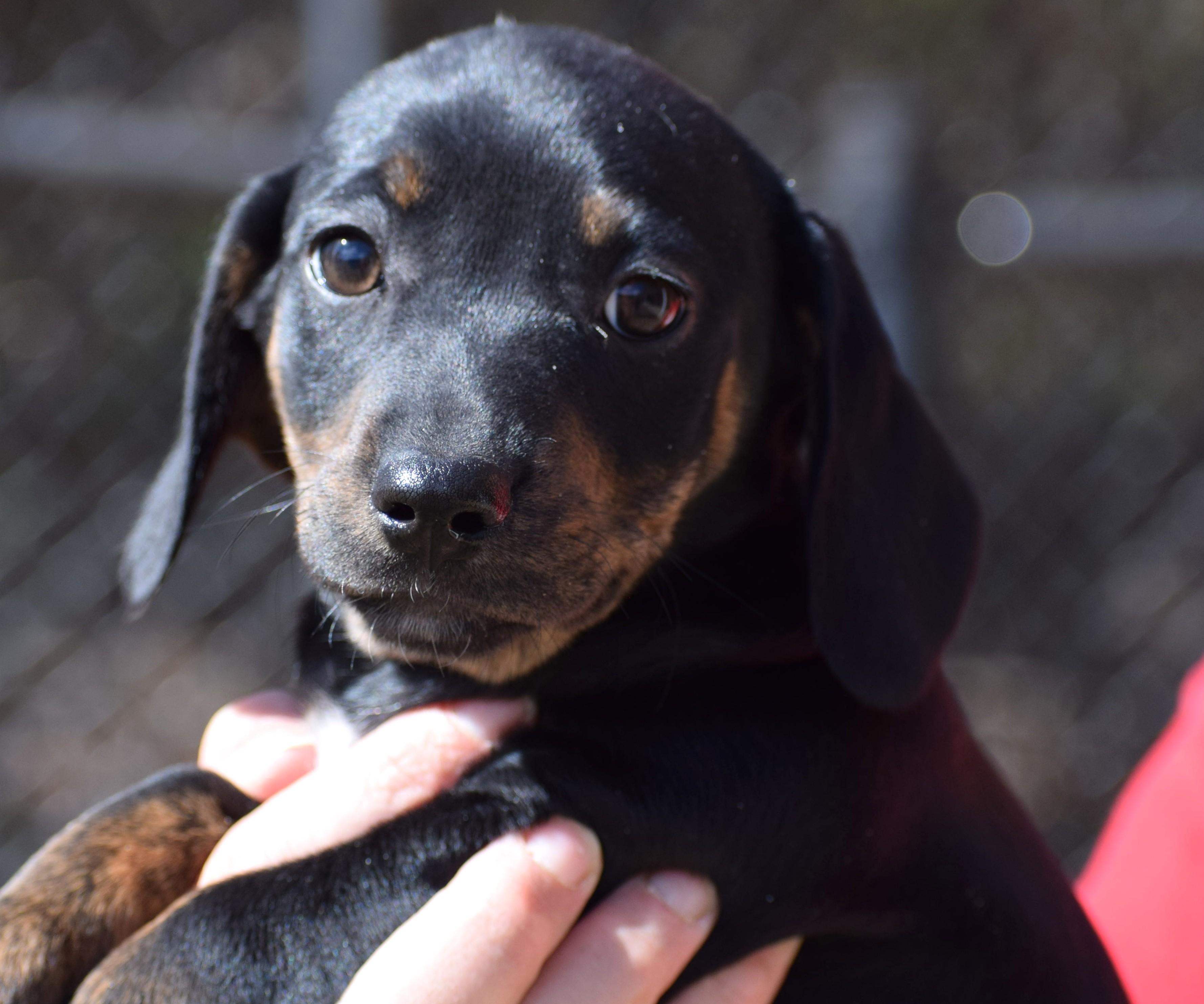 Dog for adoption - Skye-Available! www.lhar.dog to apply!, a Dachshund ...