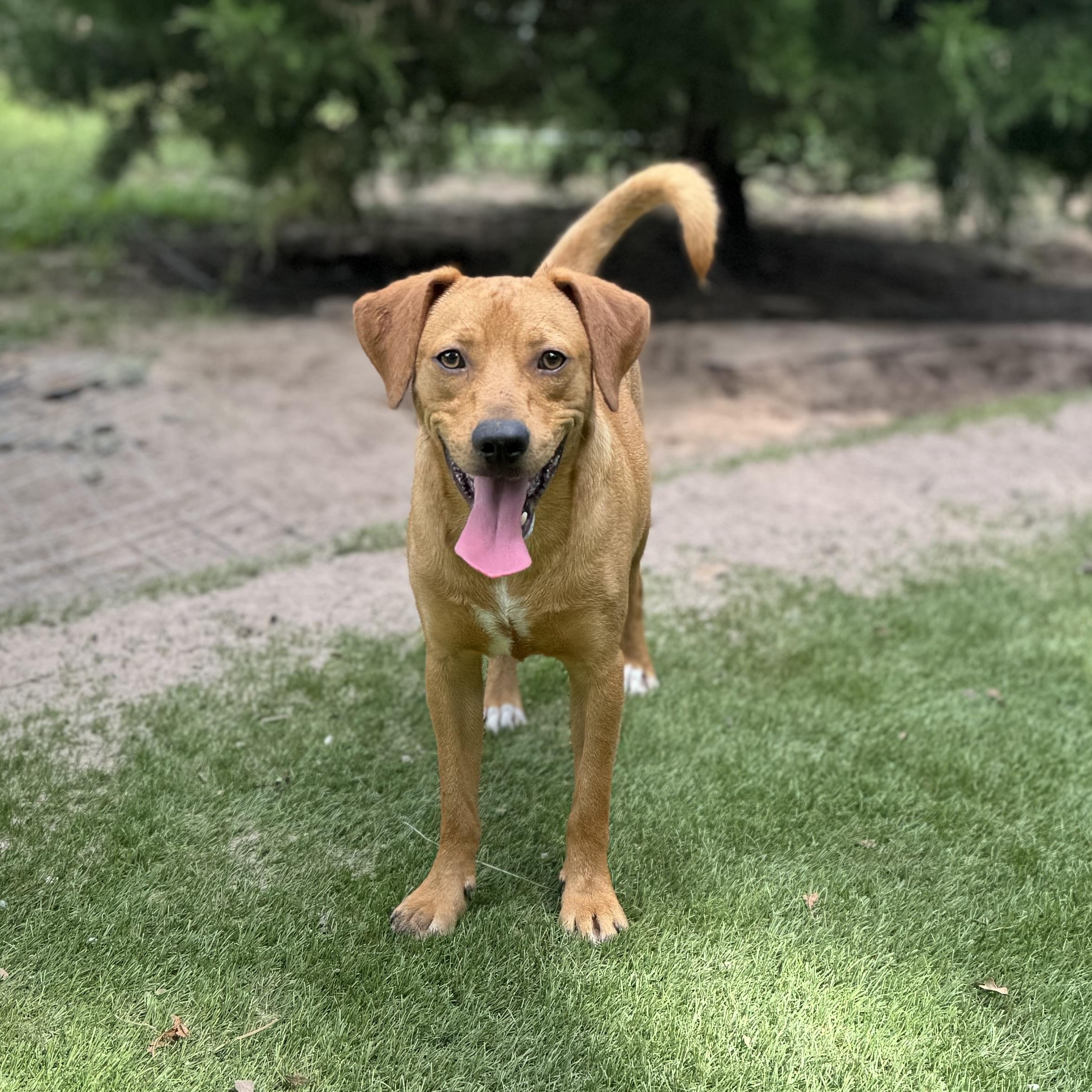 Dog for adoption - Cody, a Beagle & Coonhound Mix in Ann Arbor, MI ...