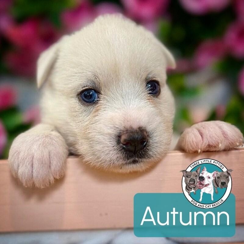 Dog for adoption - Autumn September, a Husky & Shepherd Mix in ...