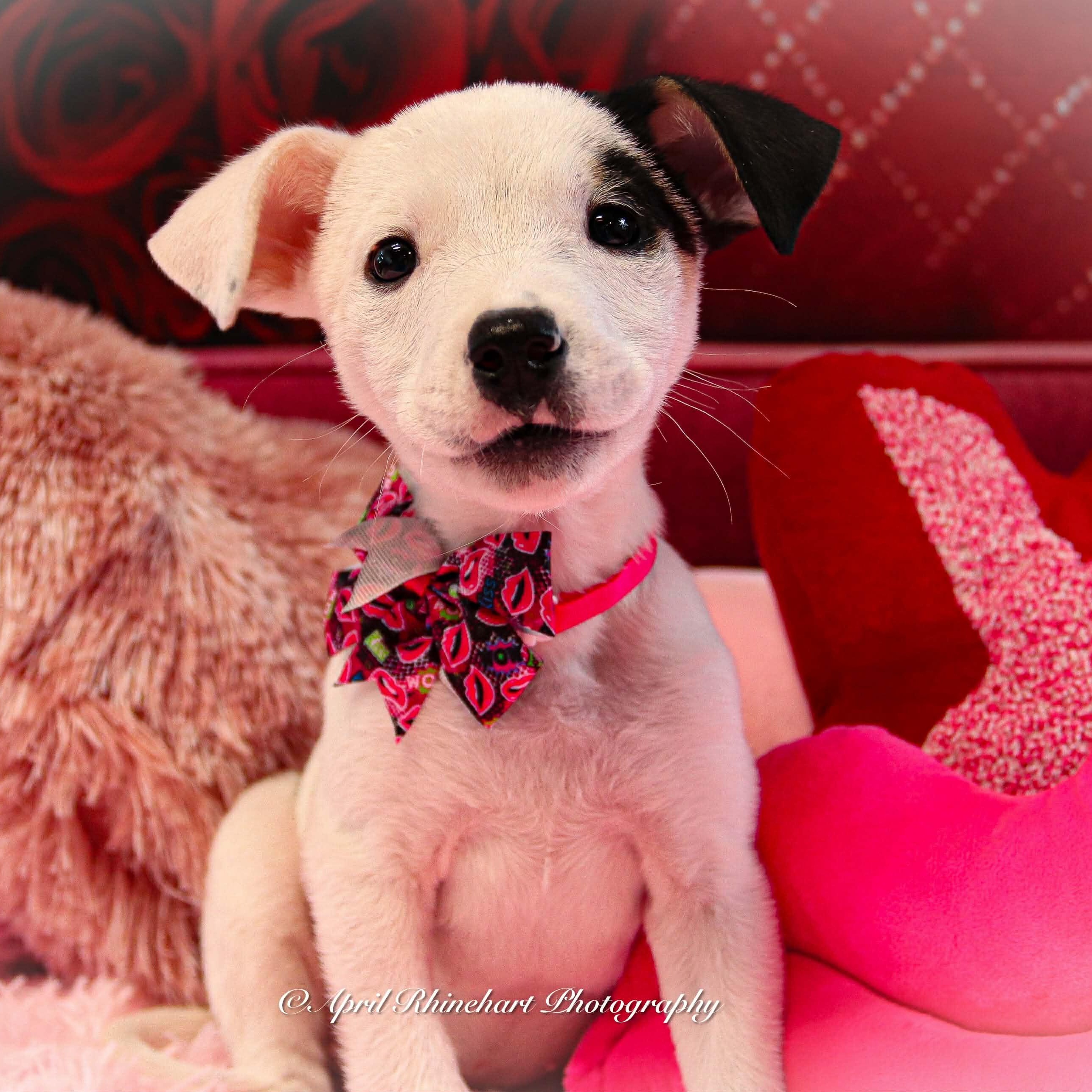 Twinkle - Adoptable Pet | Petfinder | Petfinder