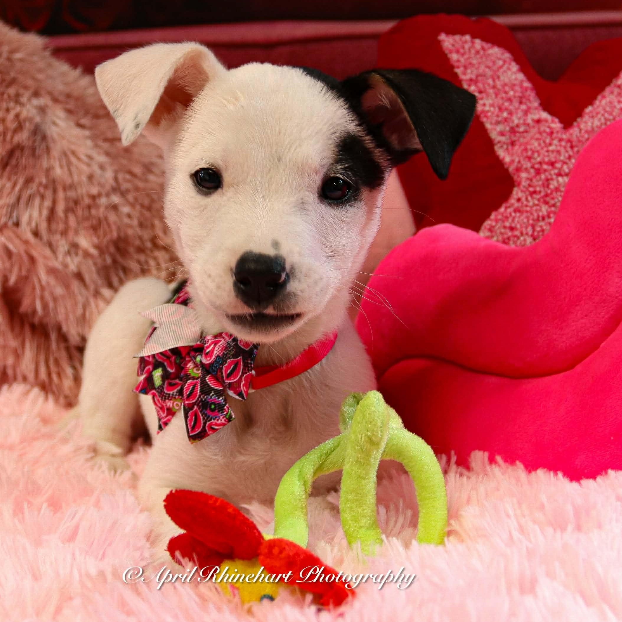Twinkle - Adoptable Pet | Petfinder | Petfinder
