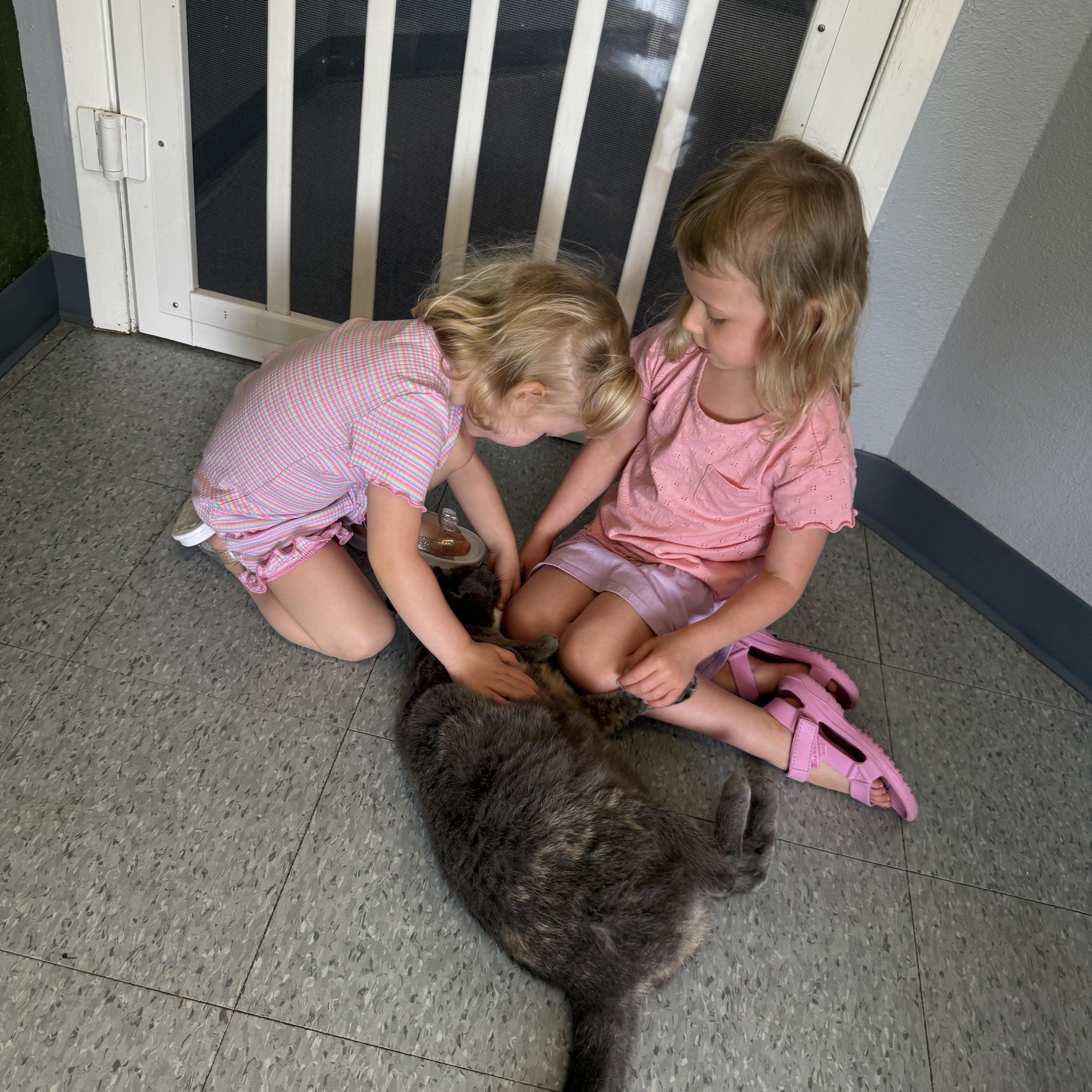 Cat for adoption - Mouse, a Dilute Tortoiseshell & Russian Blue Mix in ...