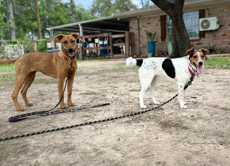 Dog for adoption - Prim Precious Princess Pea!, a Jack Russell Terrier ...