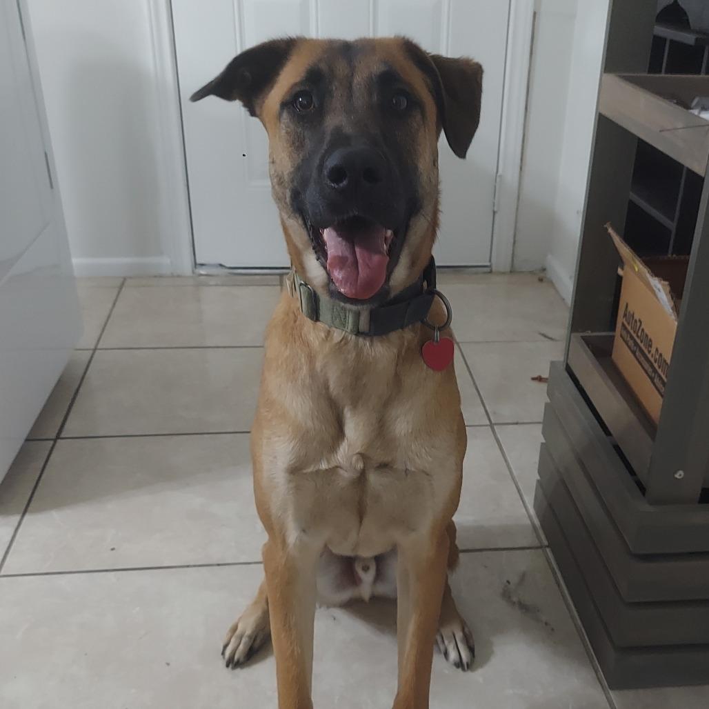 Dog for adoption - Moose ARP, a Belgian Shepherd / Malinois Mix in ...