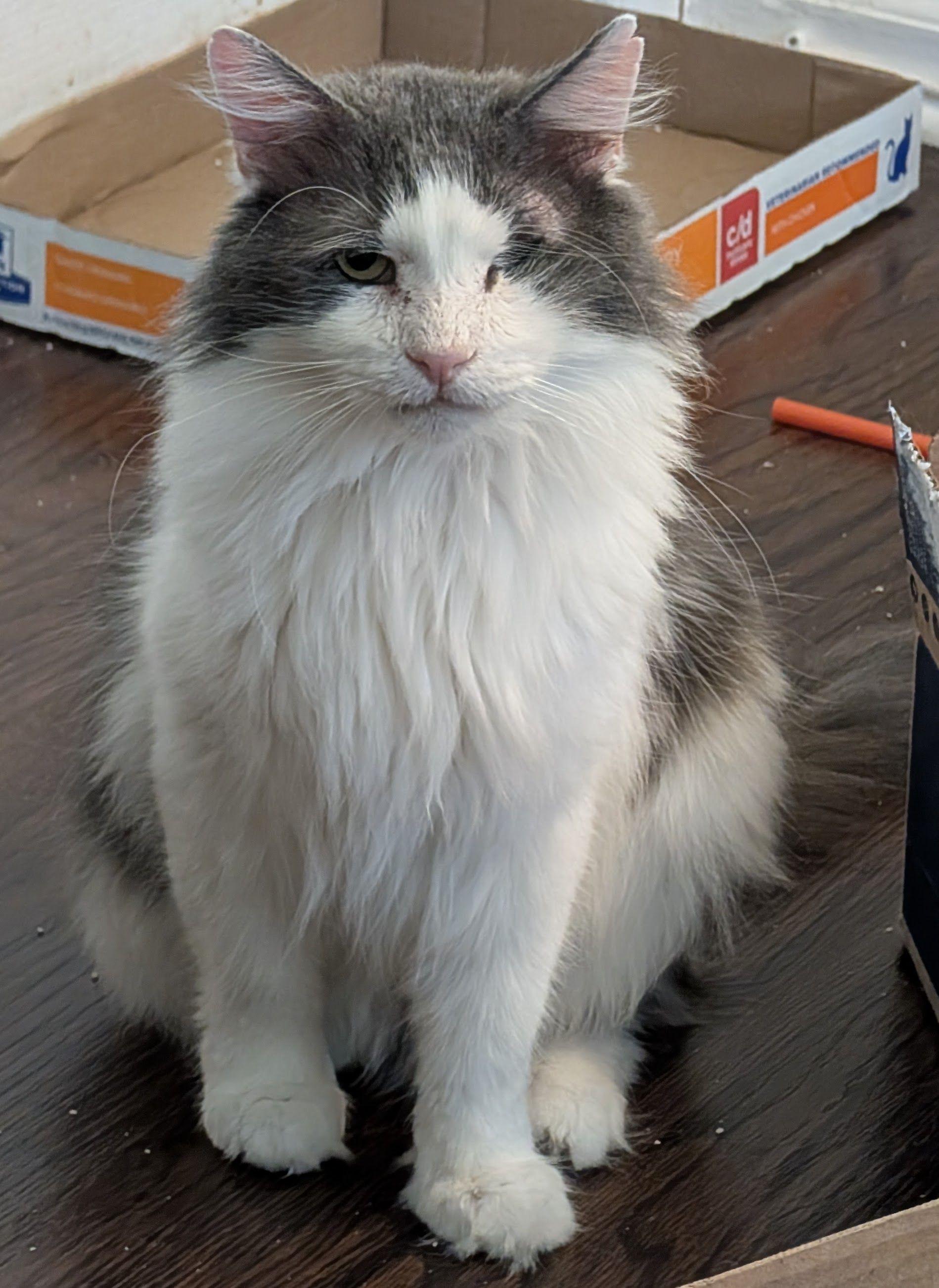 Cat for adoption - Sanford: DLH (FCID# 10/09/2024 - 19) C, a Domestic ...