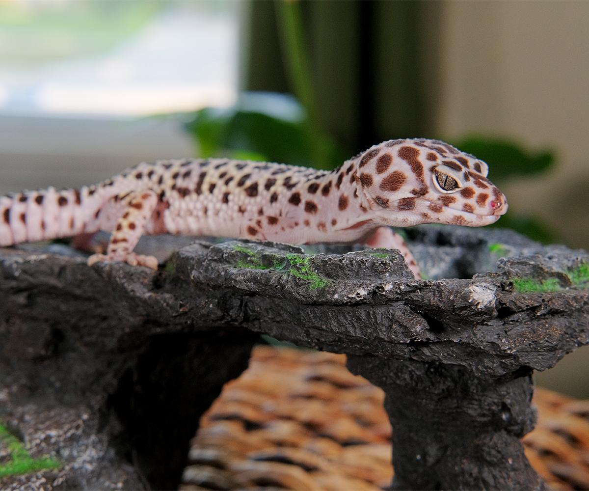 Reptile for adoption - Kaiju - Leopard Gecko, a Gecko in Greenfield, WI ...