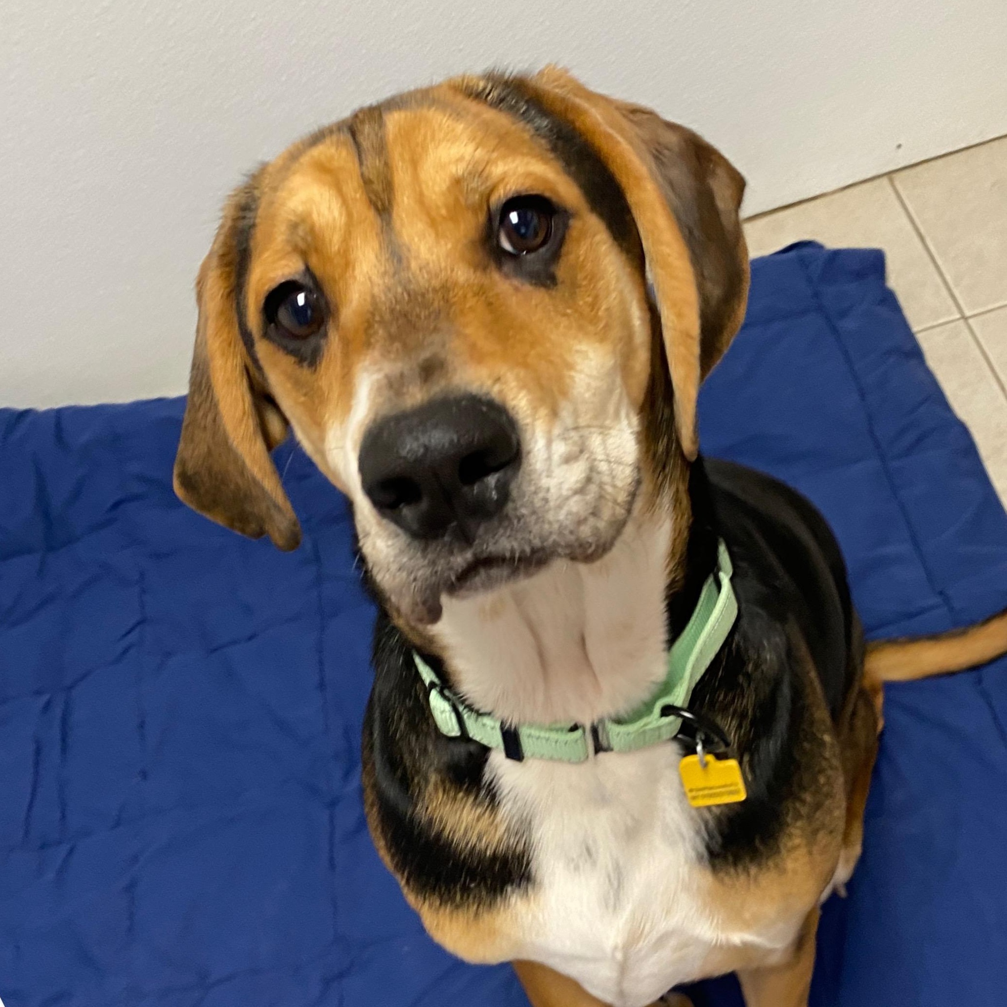 Dog for adoption - Beau, a Coonhound & Beagle Mix in Elyria, OH | Petfinder