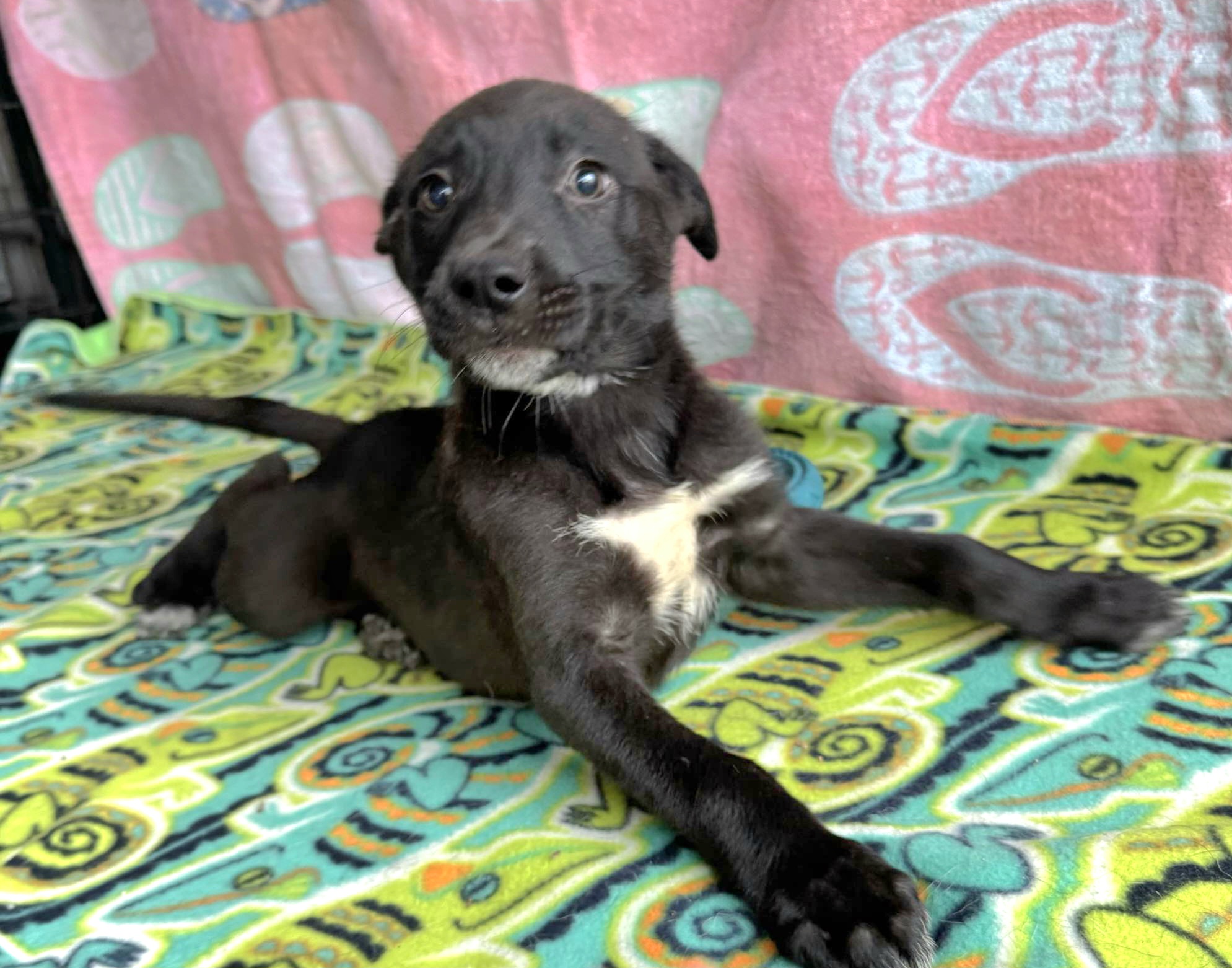 Dog for adoption - Betty, a German Shepherd Dog & Border Collie Mix in ...