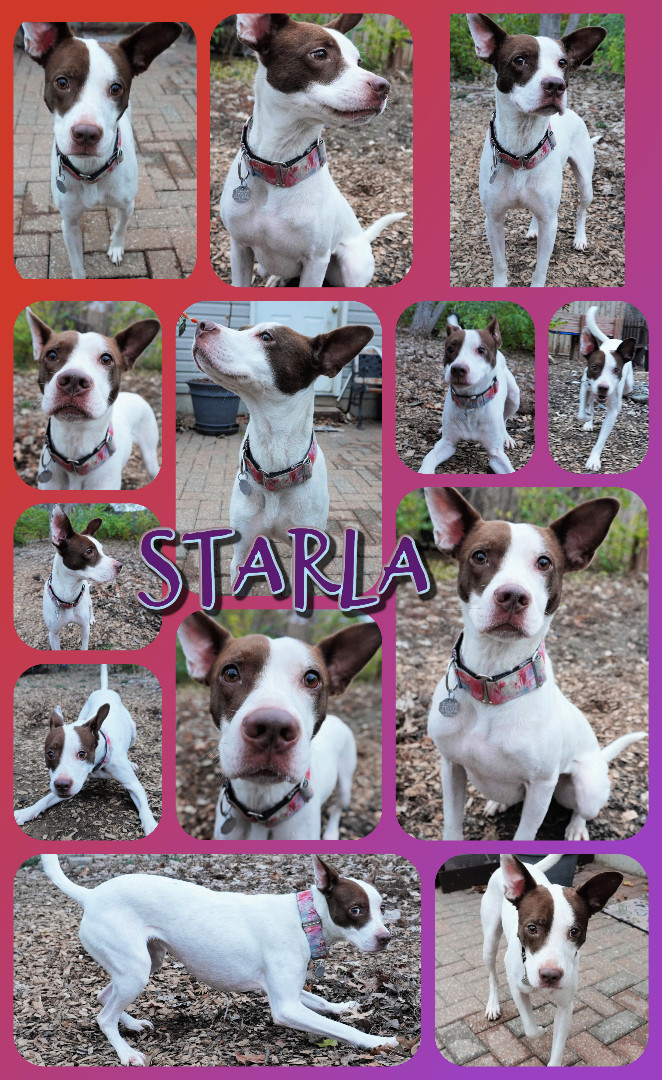 Dog for adoption - Starla, a Terrier Mix in O'Fallon, MO | Petfinder
