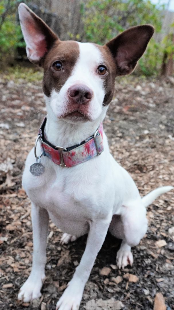 Dog for adoption - Starla, a Terrier Mix in O'Fallon, MO | Petfinder