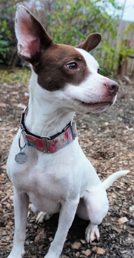 Dog for adoption - Starla, a Terrier Mix in O'Fallon, MO | Petfinder