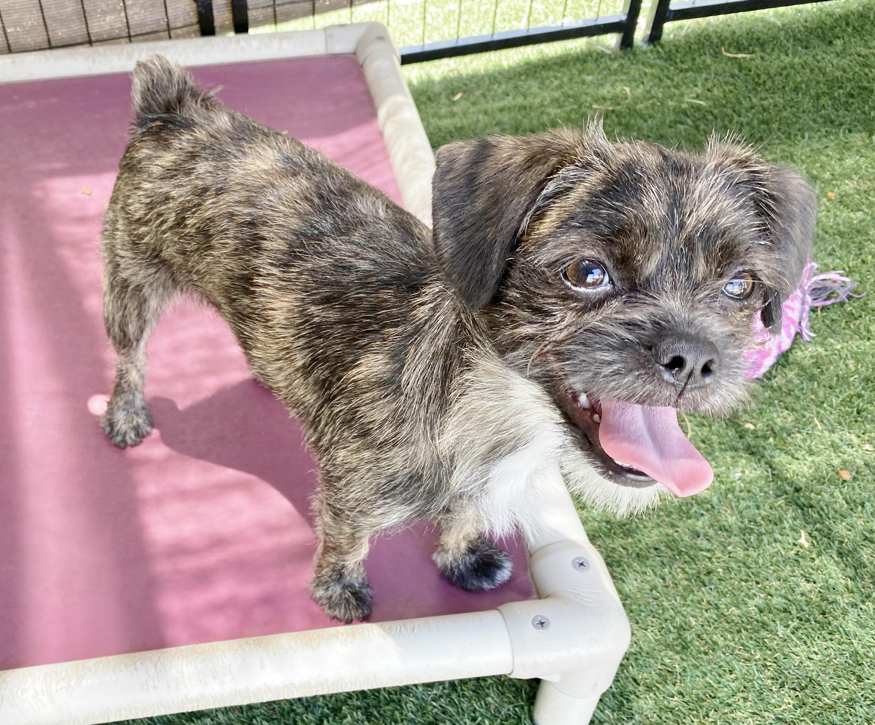 Dog for adoption - Bailey, a French Bulldog & Shih Tzu Mix in El Paso ...