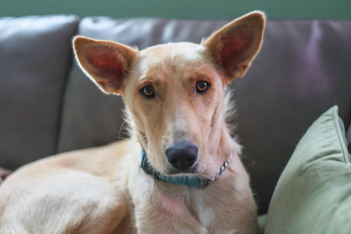 Dog for adoption - Adele, a Husky & Shepherd Mix in Markham, ON | Petfinder