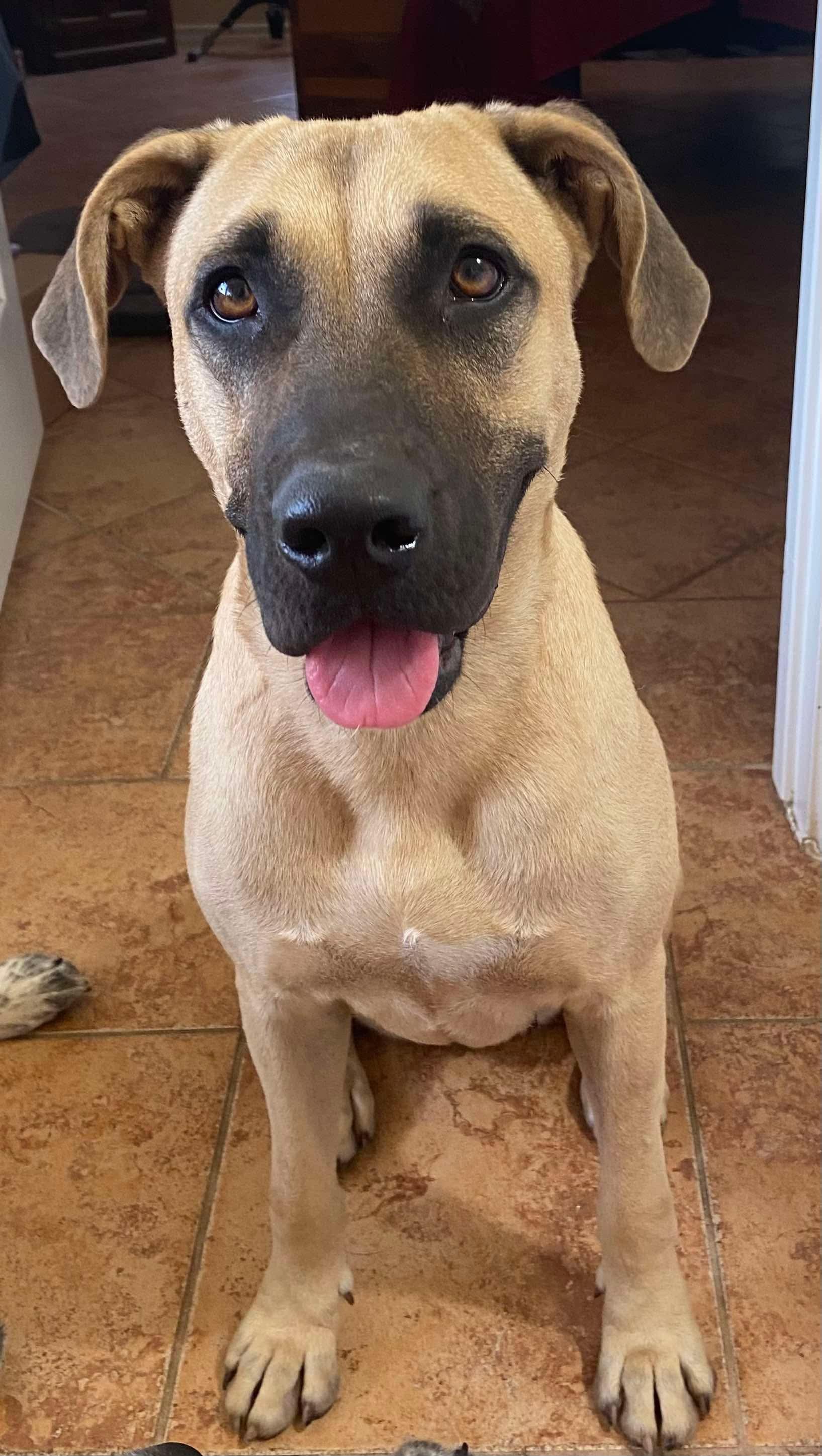 Dog for adoption - Ginger, a Mastiff & Black Mouth Cur Mix in Buffalo ...