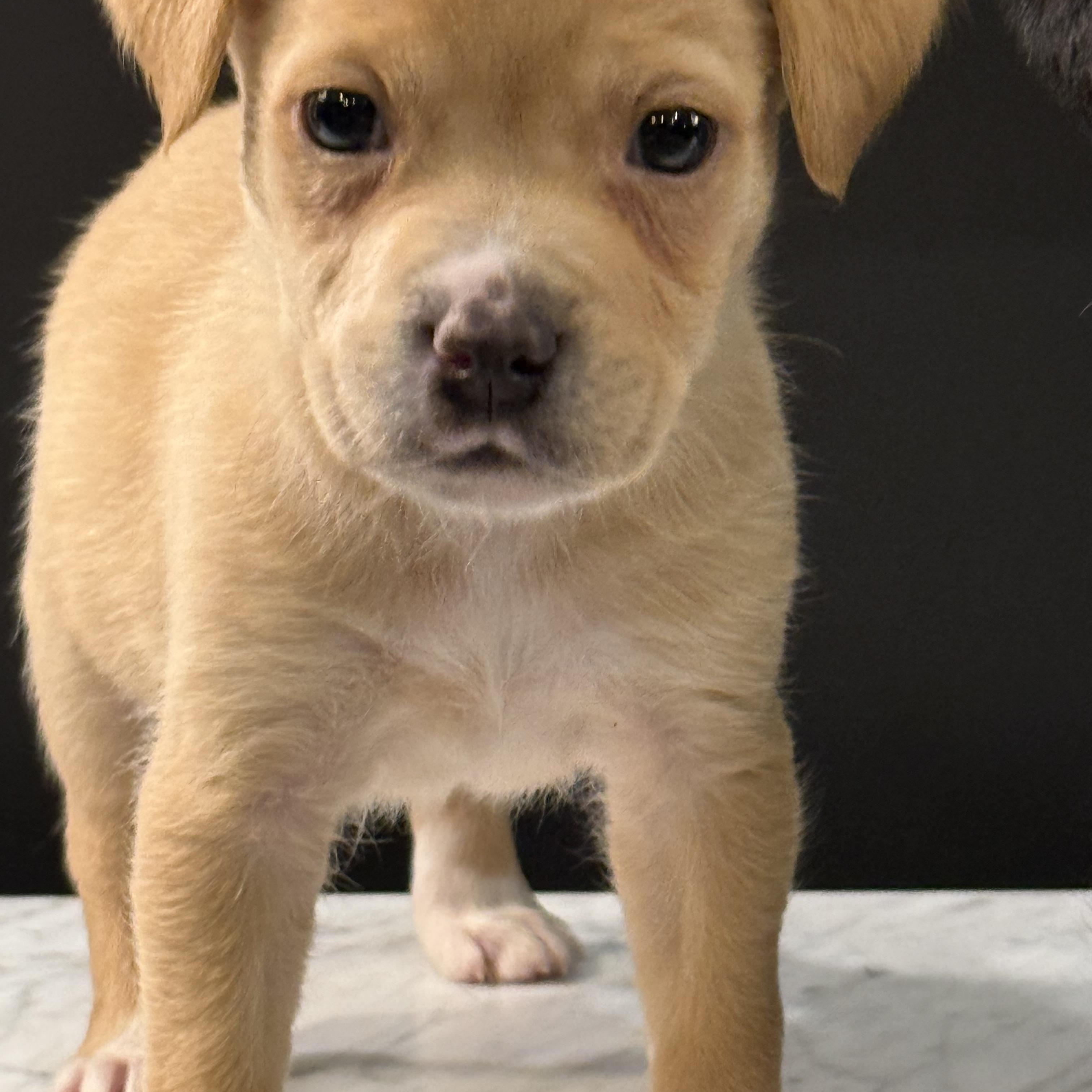 Dog for adoption - Flip, a Labrador Retriever & Terrier Mix in Mount ...