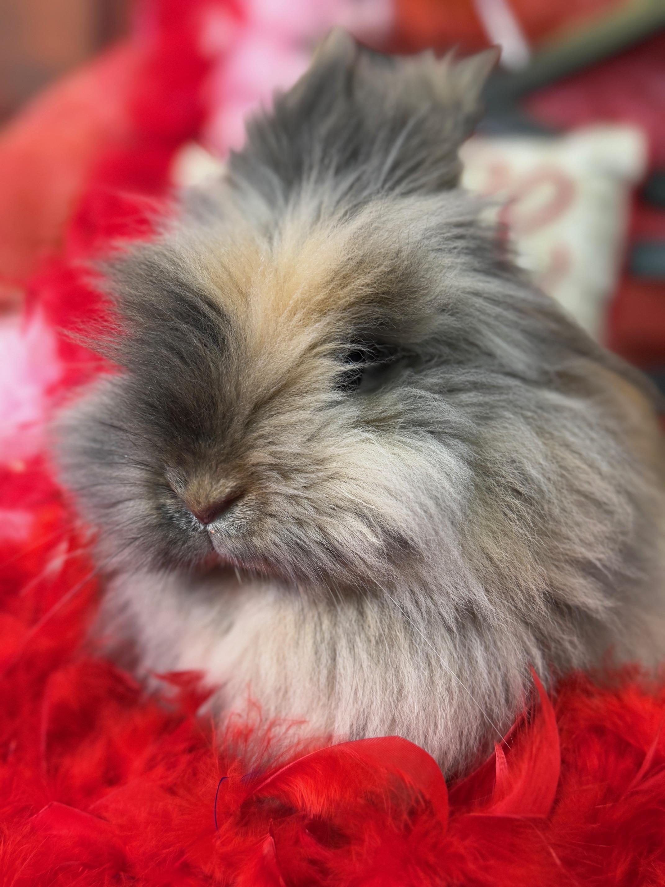 Rabbit for adoption - Flo, a Lionhead in Westerville, OH | Petfinder