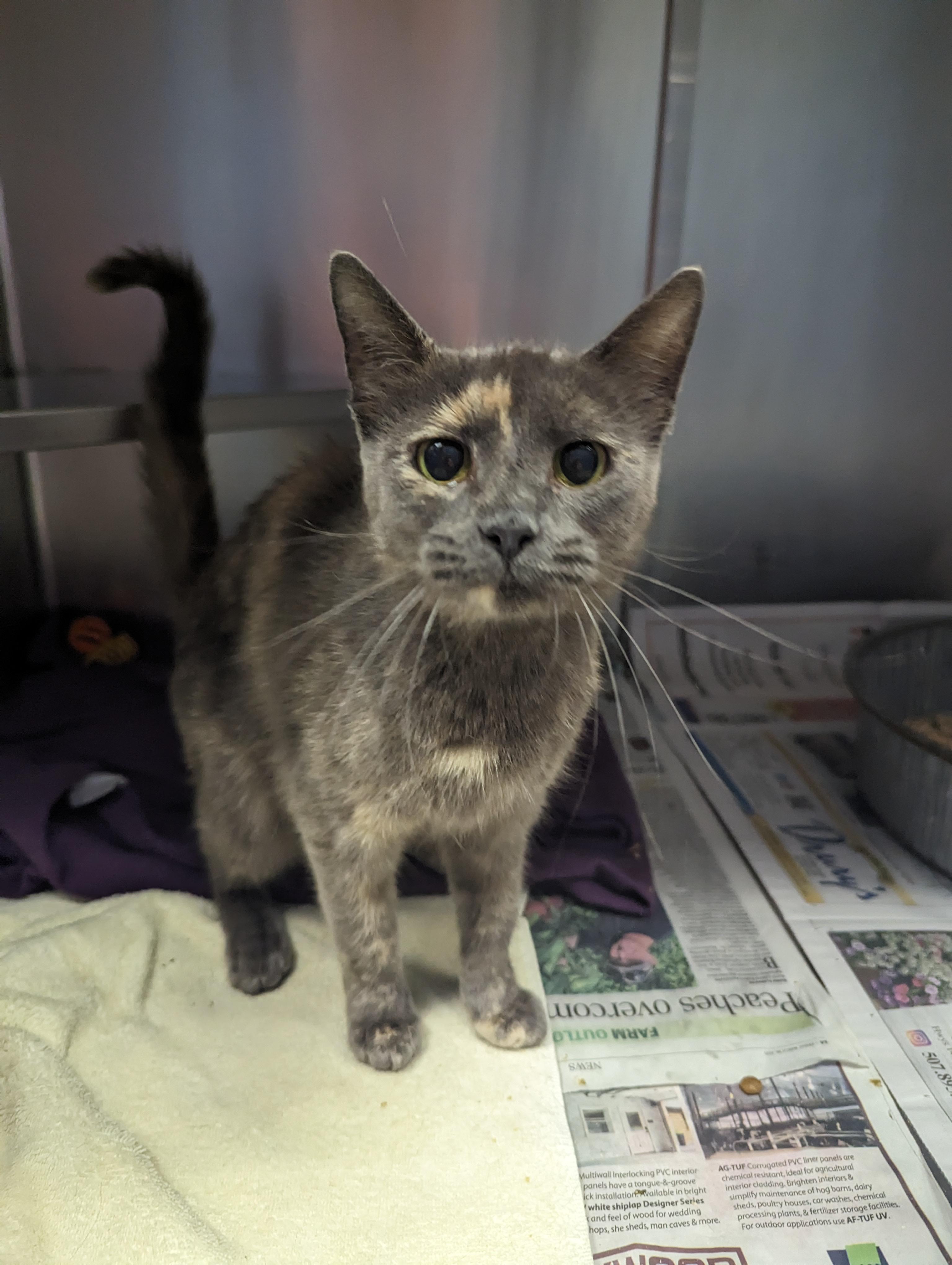 Cat for adoption - Millie, a Domestic Short Hair & Dilute Tortoiseshell ...