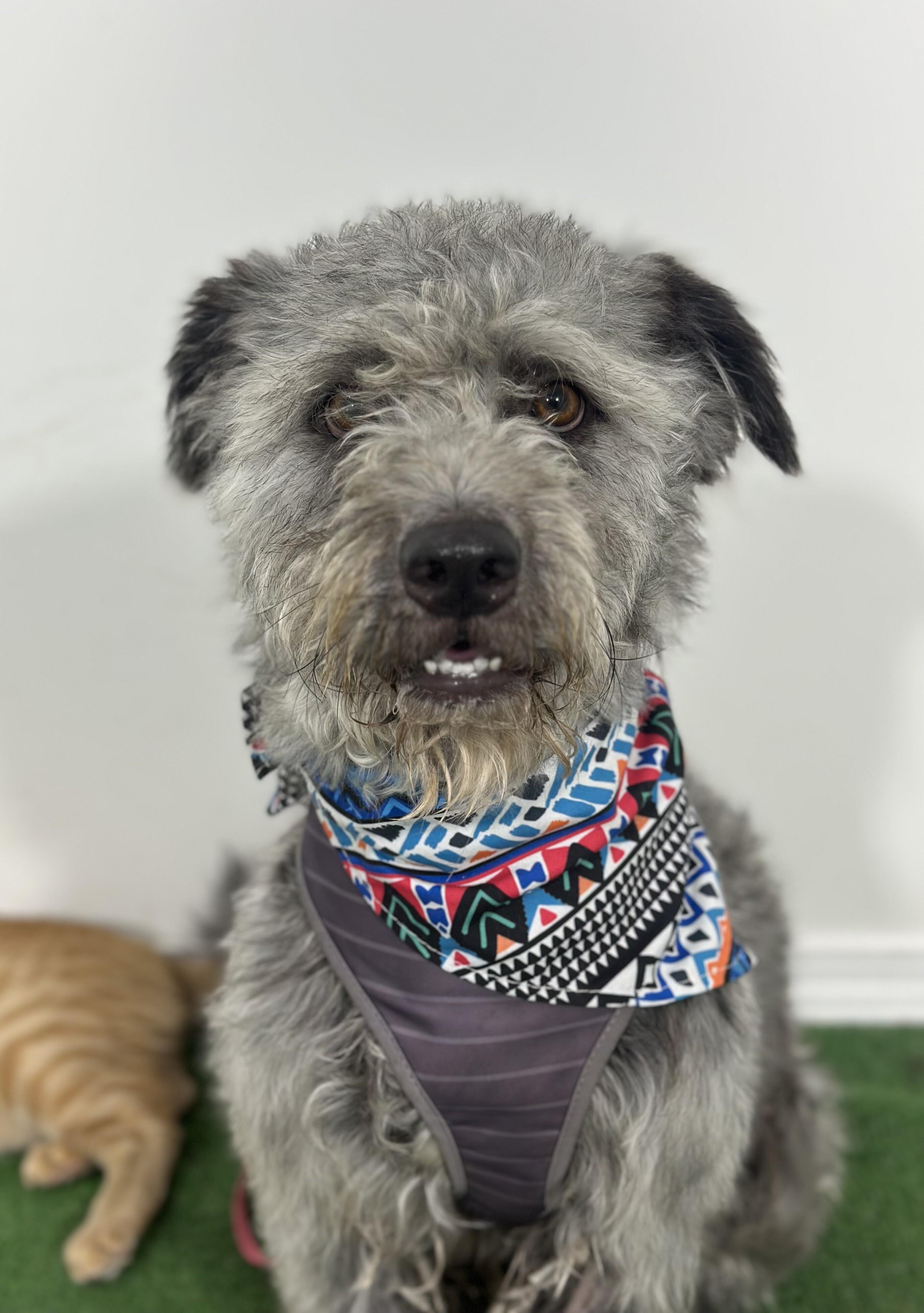 Dog for adoption - Bolillo, a Schnoodle & Poodle Mix in Pittsburg, CA ...