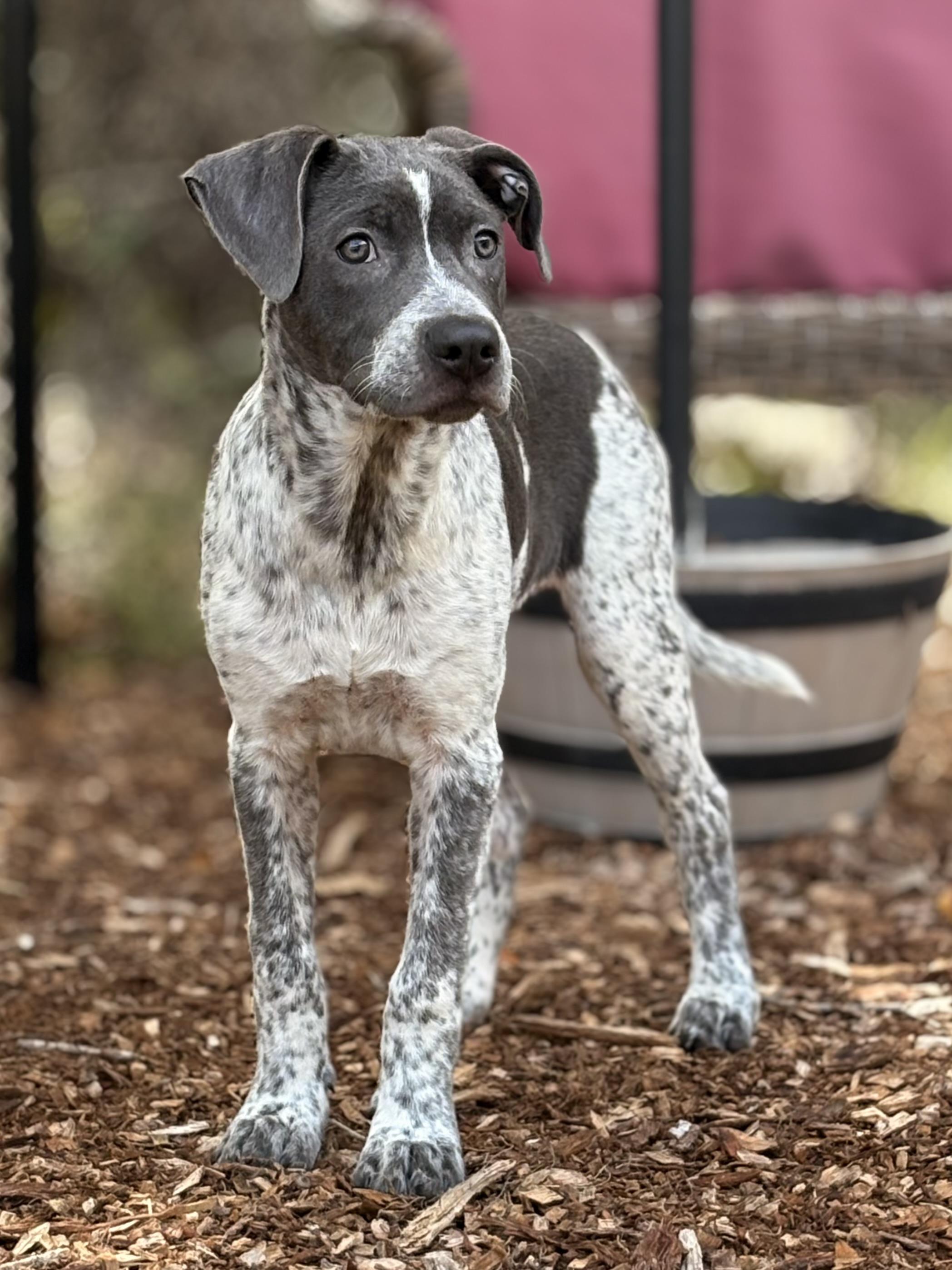 Dog for adoption - Pepper, a German Shorthaired Pointer & American ...