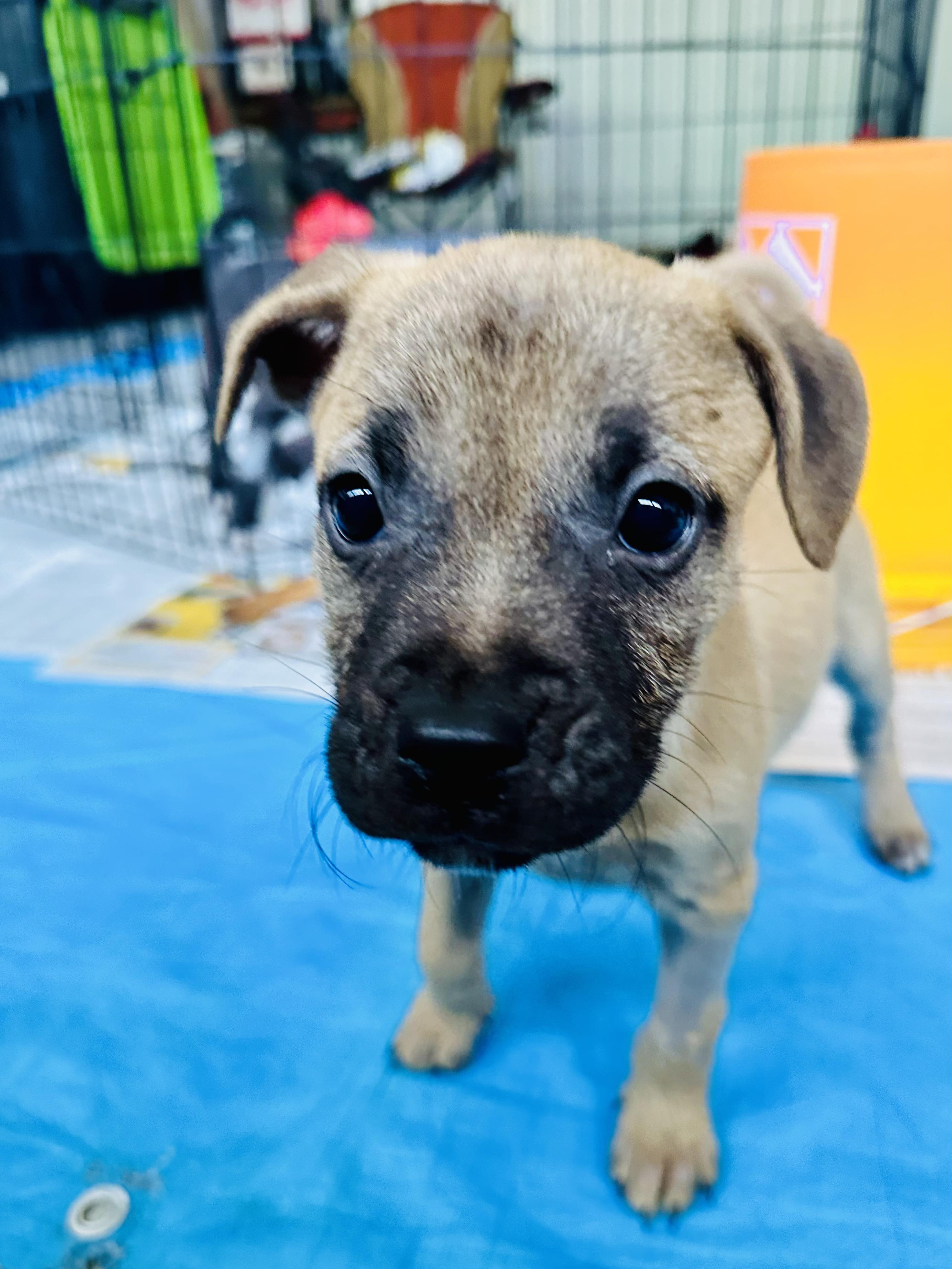 Dog for adoption - Lady aka Milady, a Puggle Mix in Oak Bluffs, MA | Petfinder